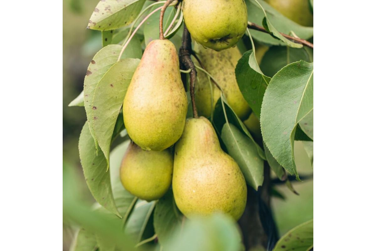 Pomi fructiferi columnari - Plantare si ingrijire pomi columnari ...