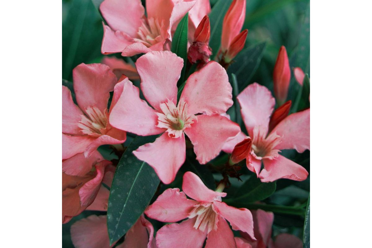 Leandru - Cum se planteaza si Cum se ingrijeste Leandru | Leroy Merlin