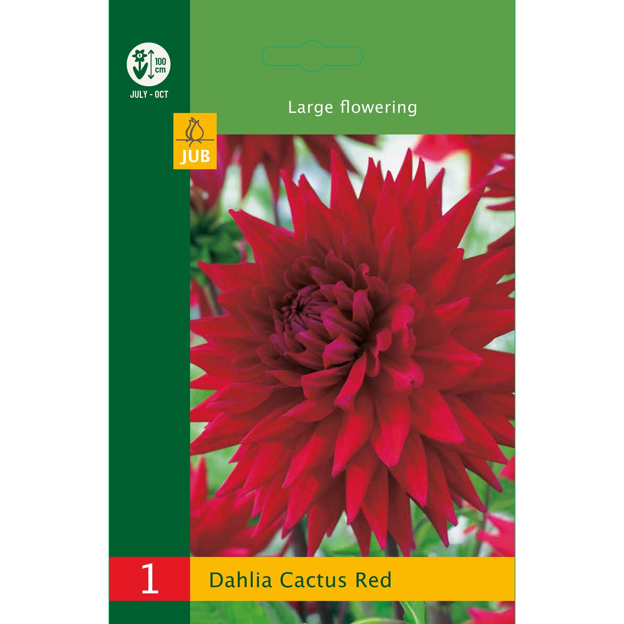 Bulbi dalia cactus rosu