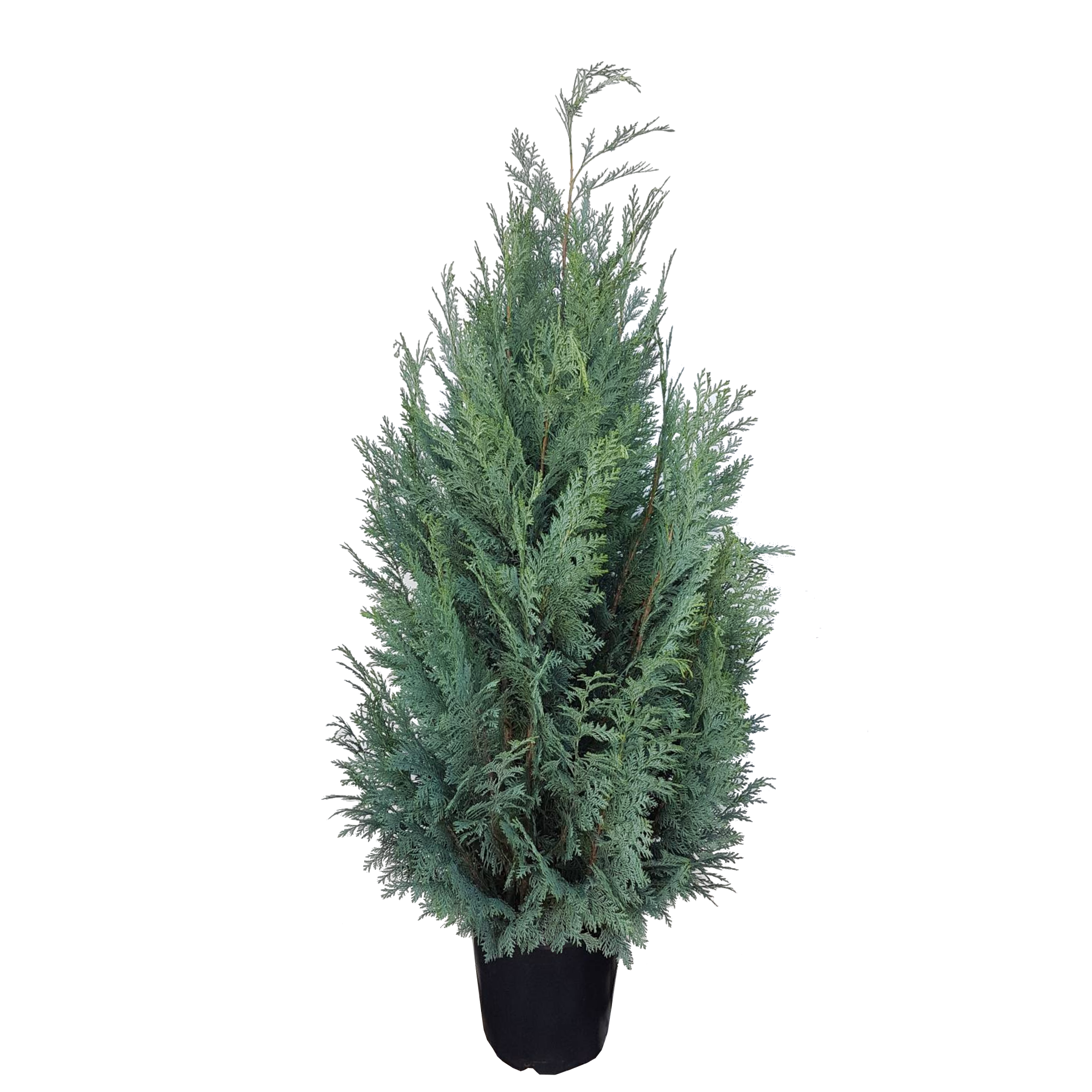 Conifer decorativ cham columnaris 7 l, 100- 120 cm