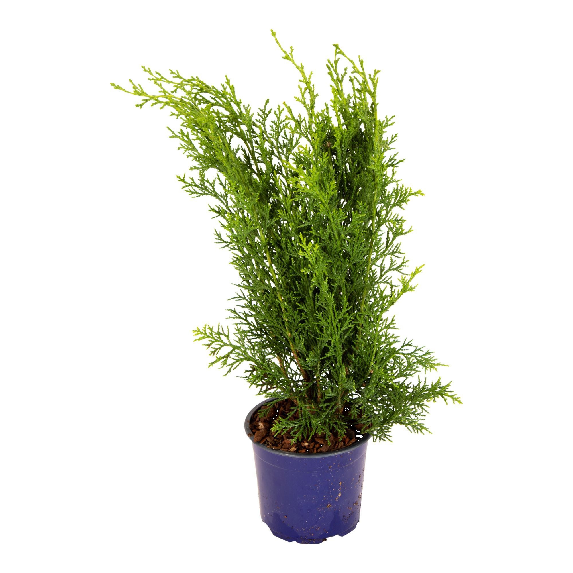 Mix conifere, crescute in ghiveci, H 20-30 cm, Ø 11 cm, diverse specii