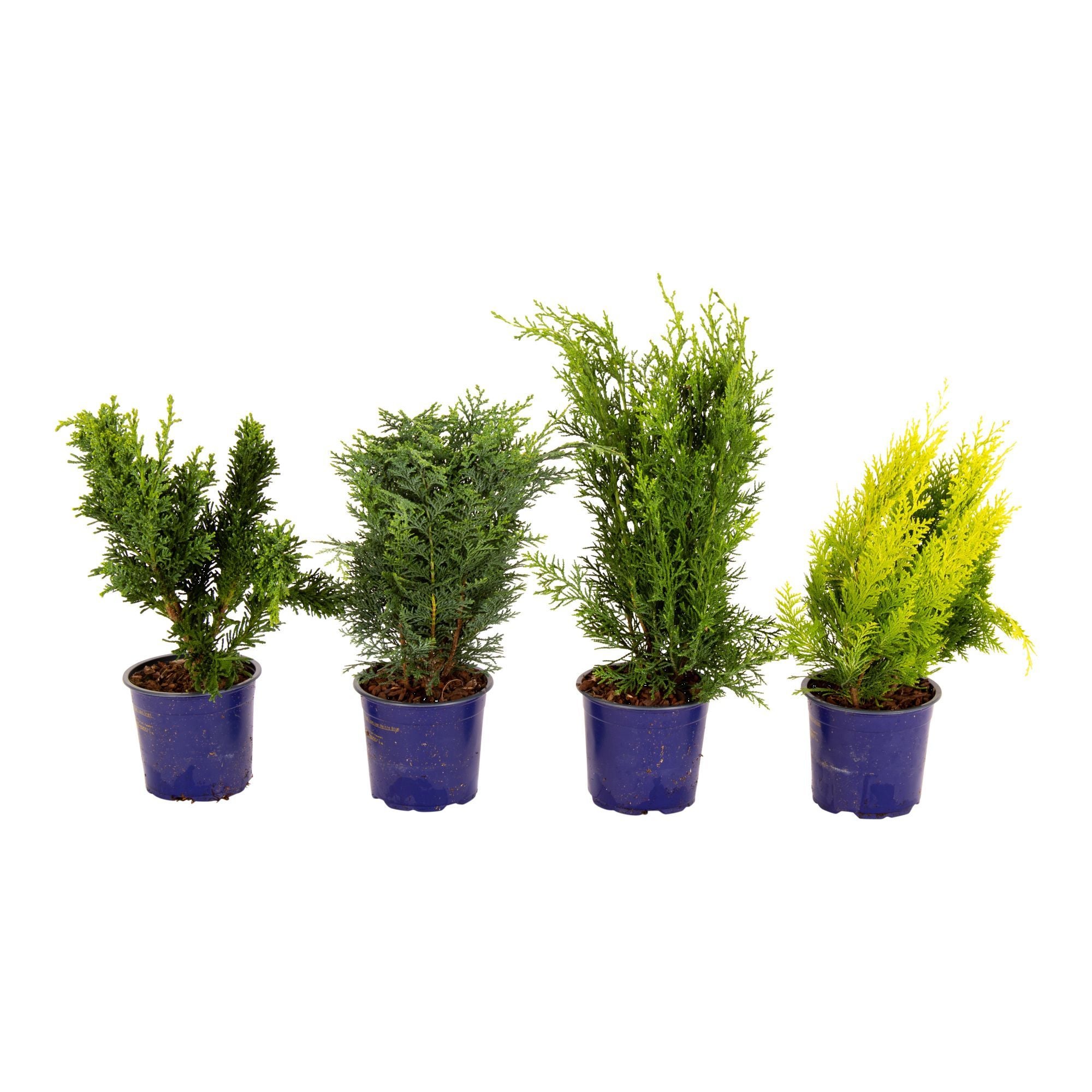 Mix conifere, crescute in ghiveci, H 20-30 cm, Ø 11 cm, diverse specii