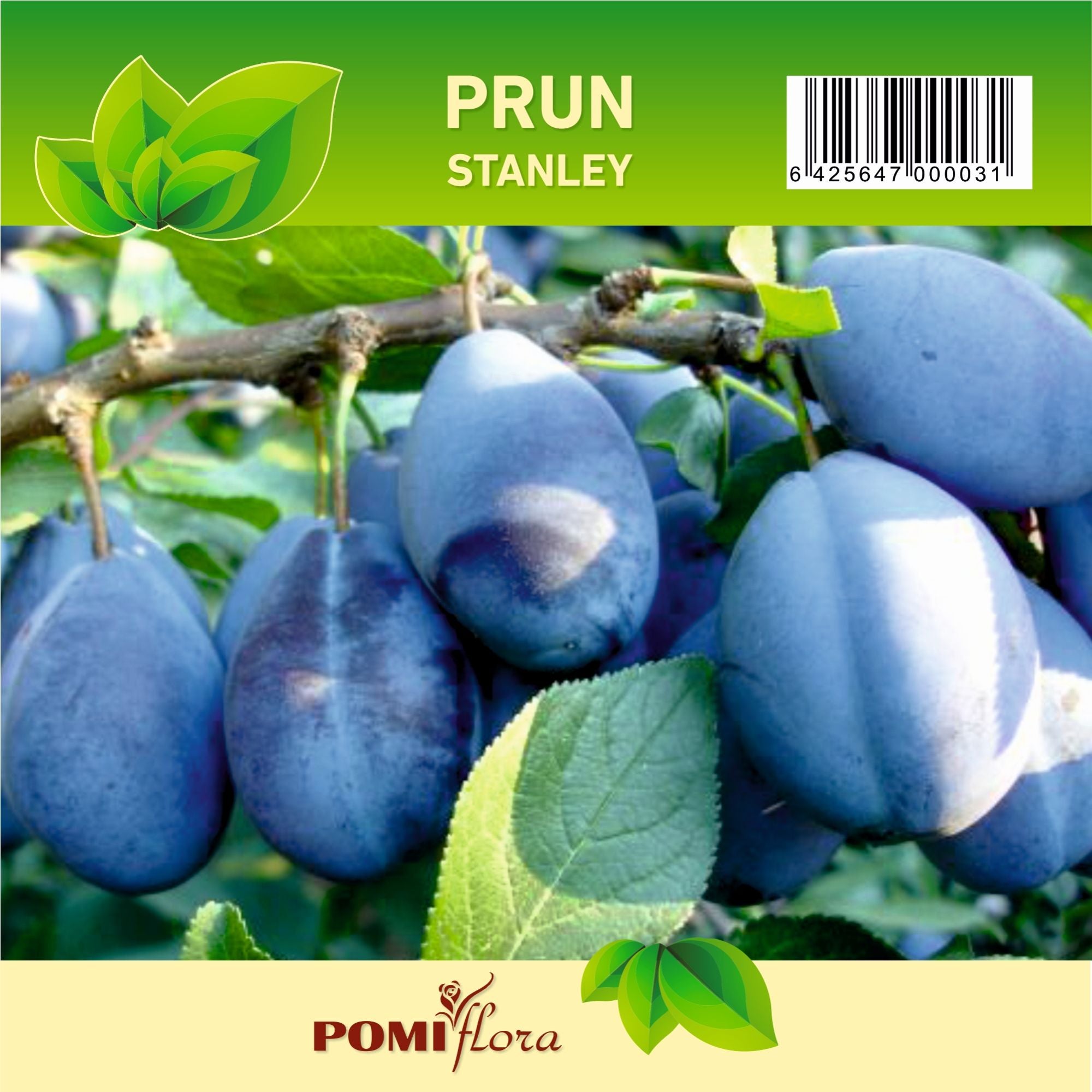 Pom fructifer prun Prunus Domestica, H 121-150 cm, albastru