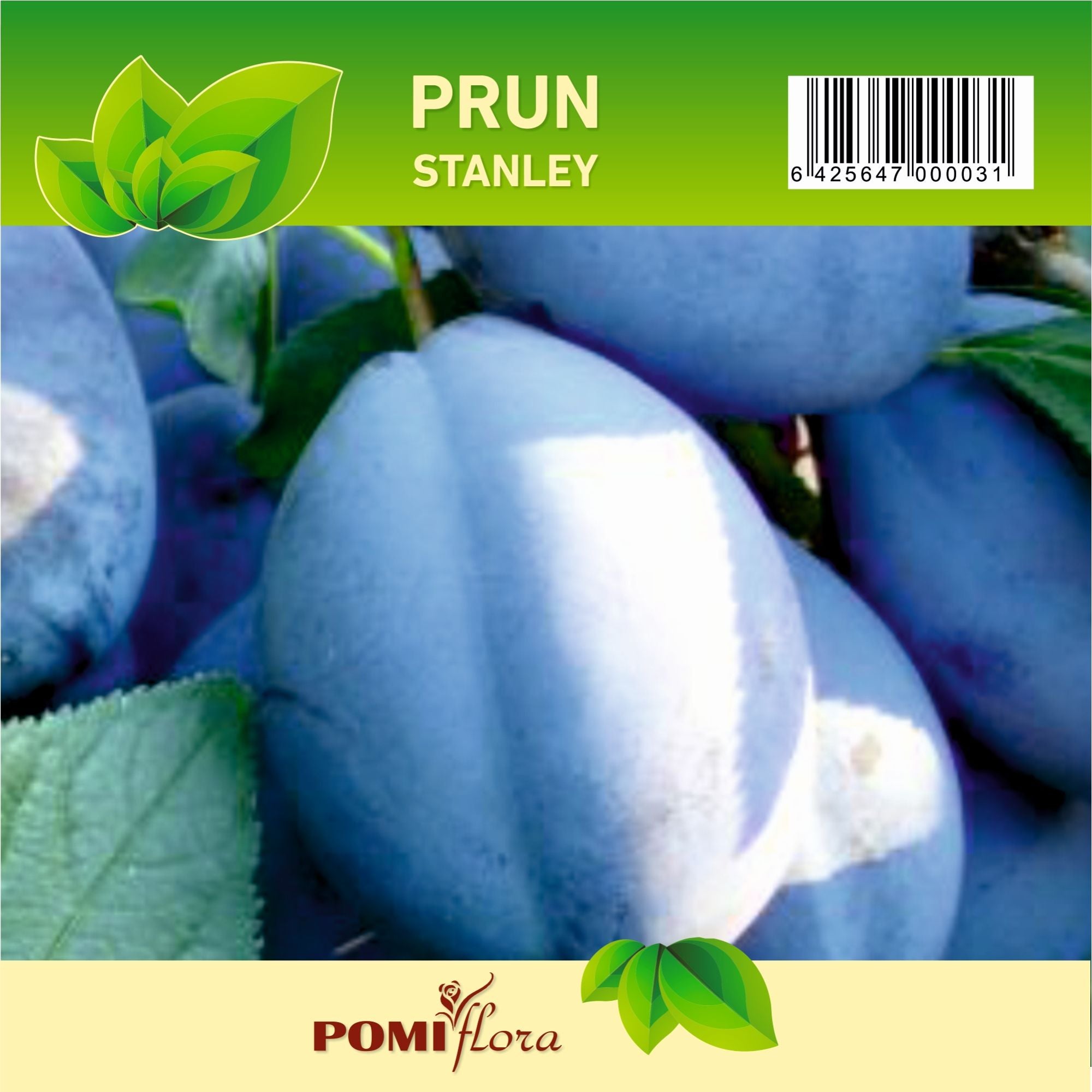 Pom fructifer prun Prunus Domestica, H 121-150 cm, albastru