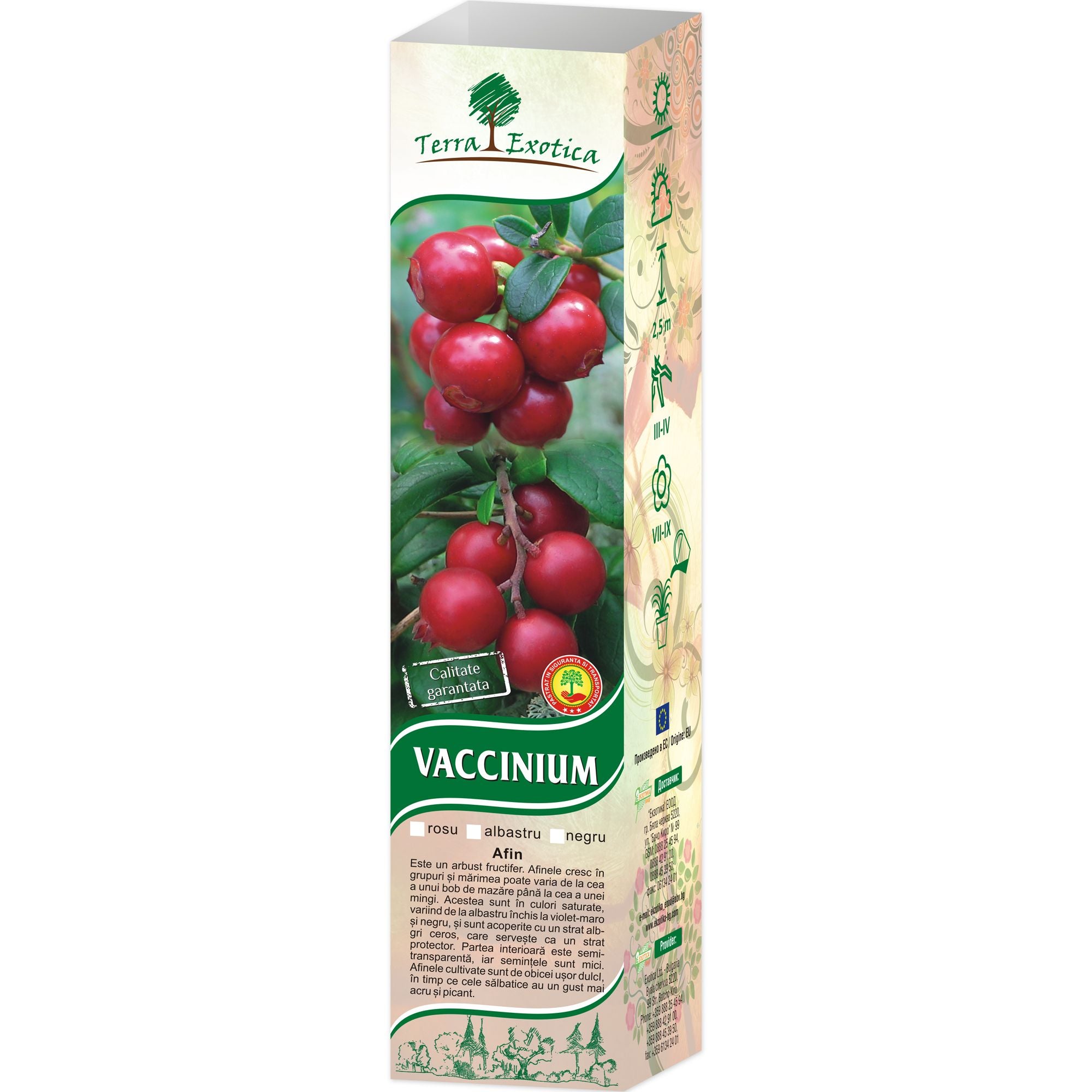 Arbust fructifer afin, diverse specii, in cutie