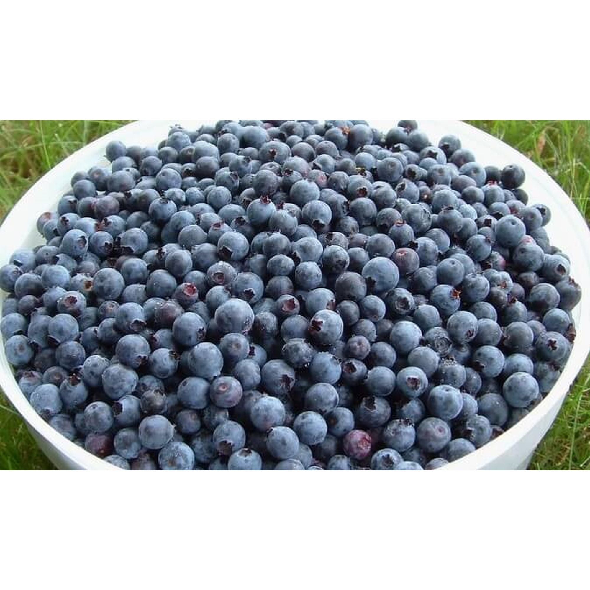 Arbust fructifer afin, diverse specii