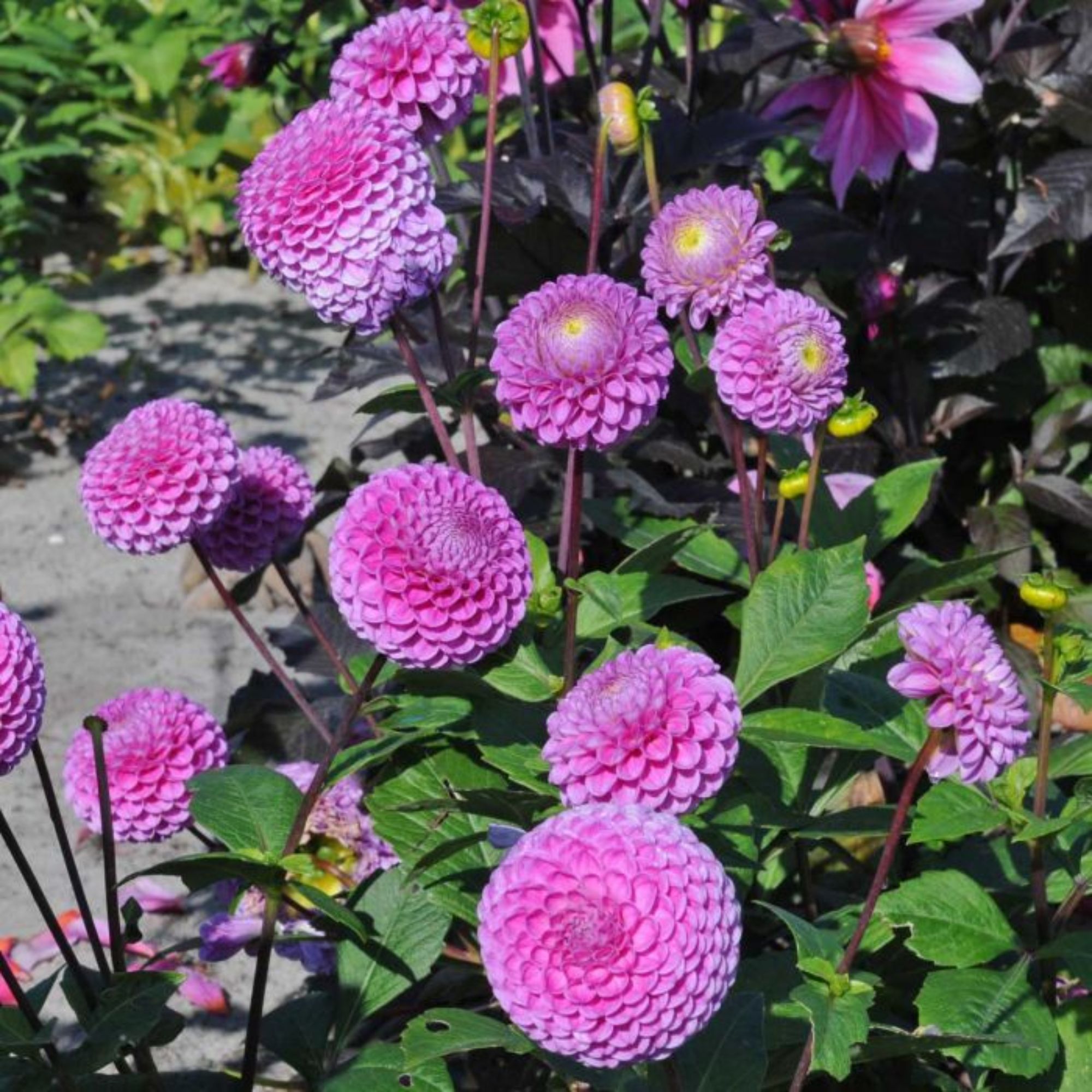 Bulb dalie Franz Kafka, mov