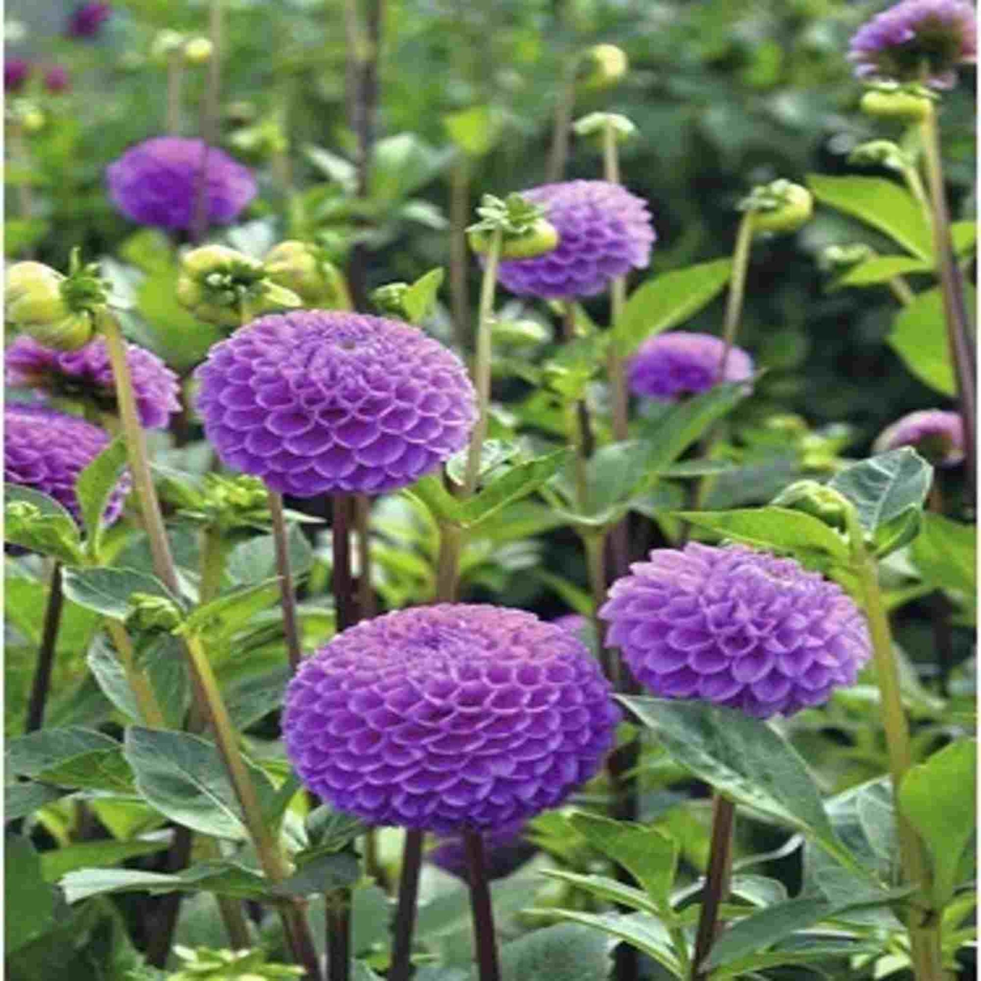 Bulb dalie Franz Kafka, mov