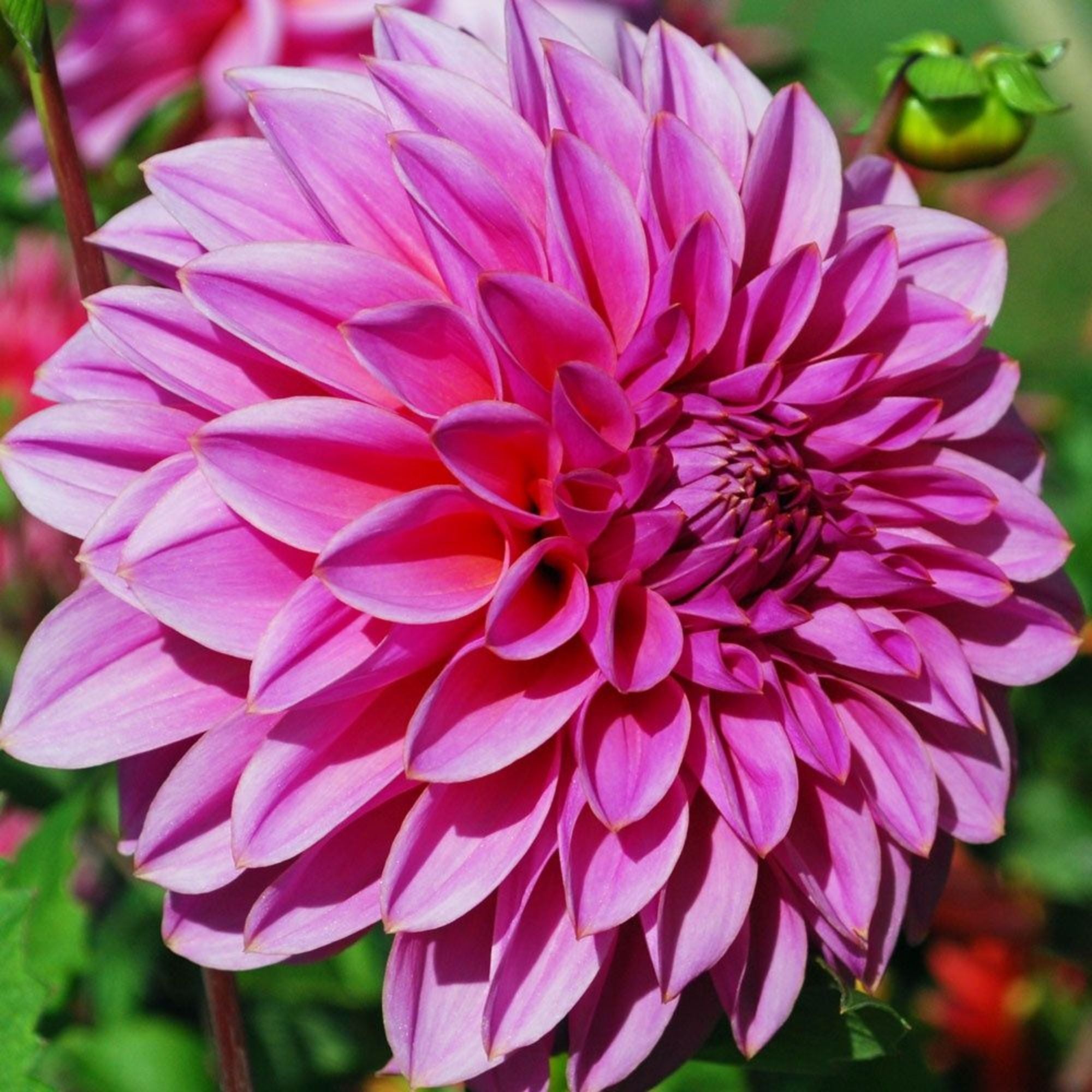 Bulb dalie Lucky Number, roz