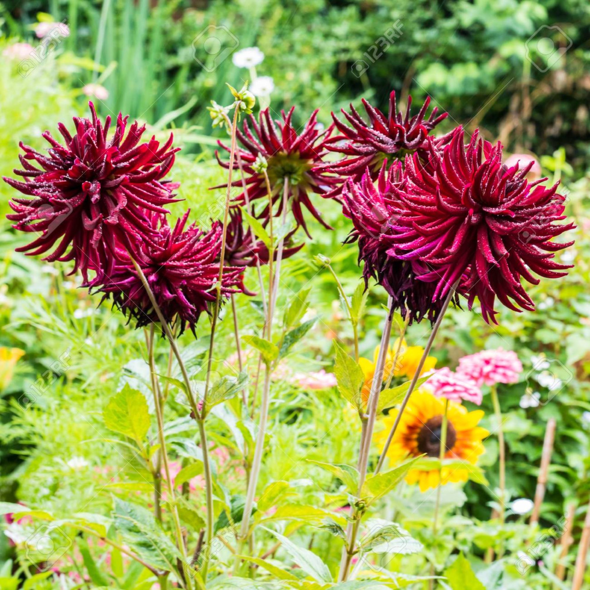 Bulb dalie Nuit, rosie