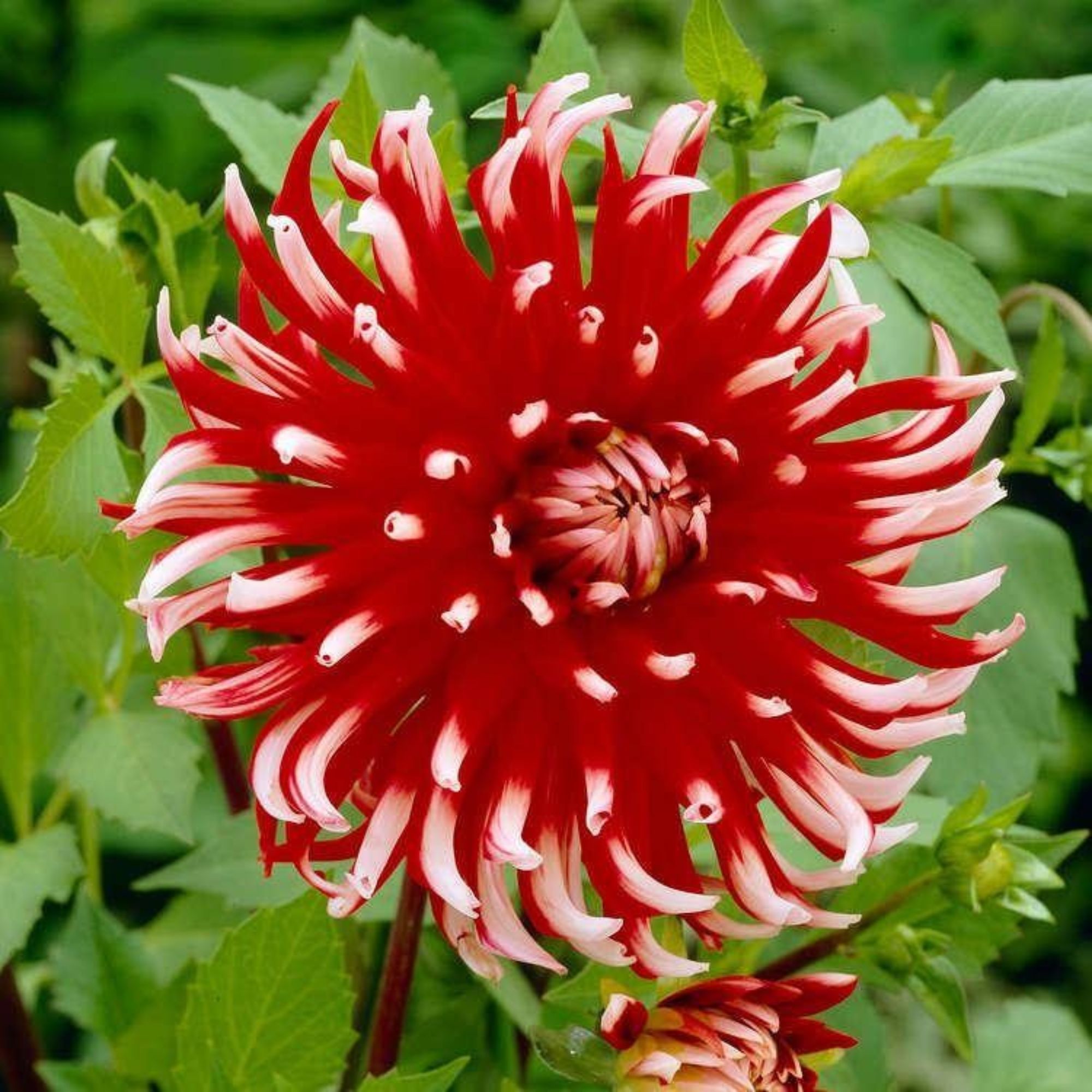 Bulb dalie Friquolet, rosie/alba