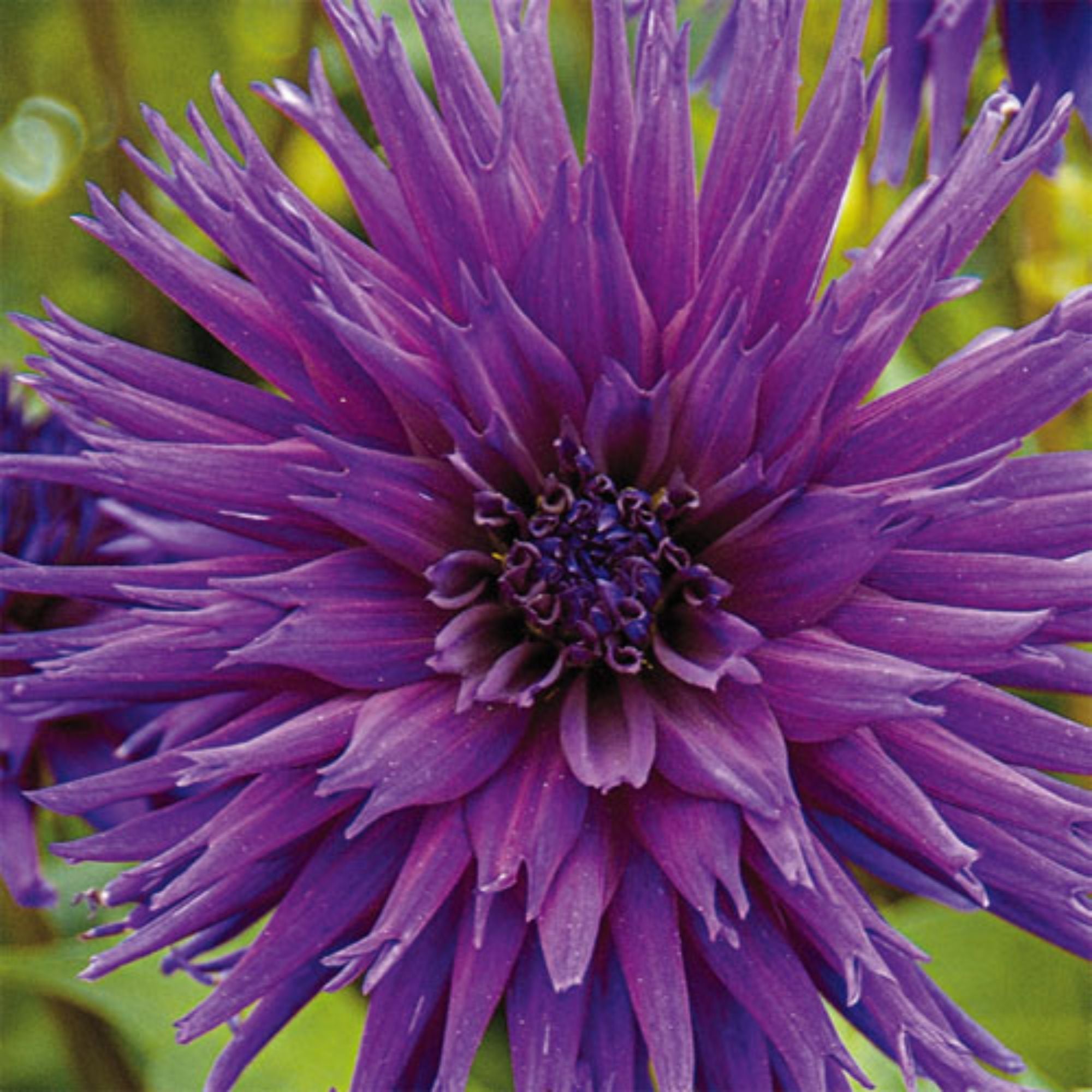 Bulb dalie Blue record, mov