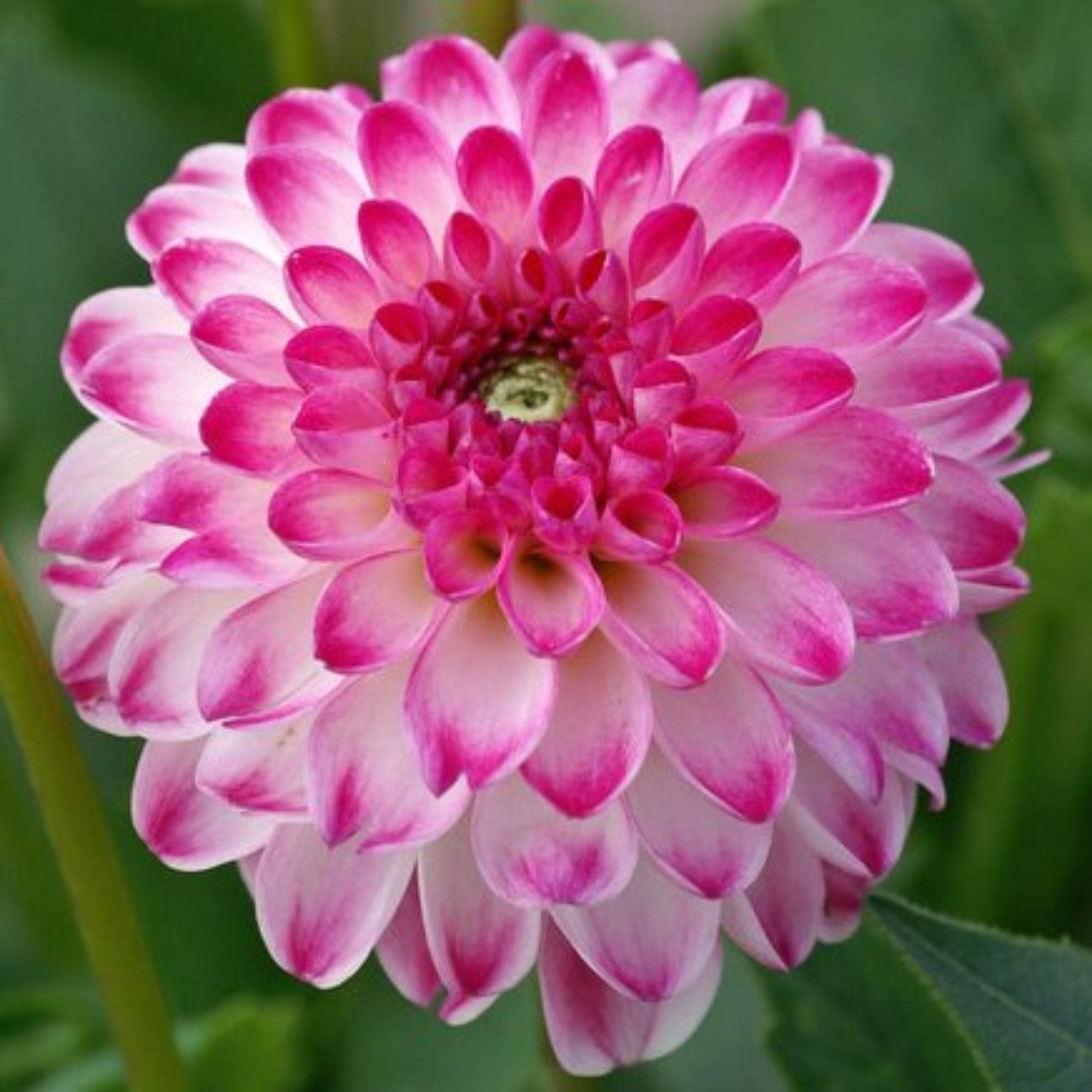 Bulb dalie Pink Isa, alba/mov