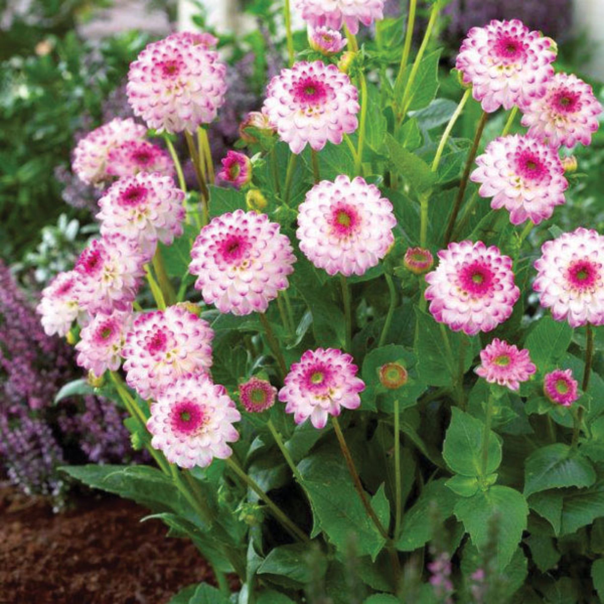 Bulb dalie Pink Isa, alba/mov