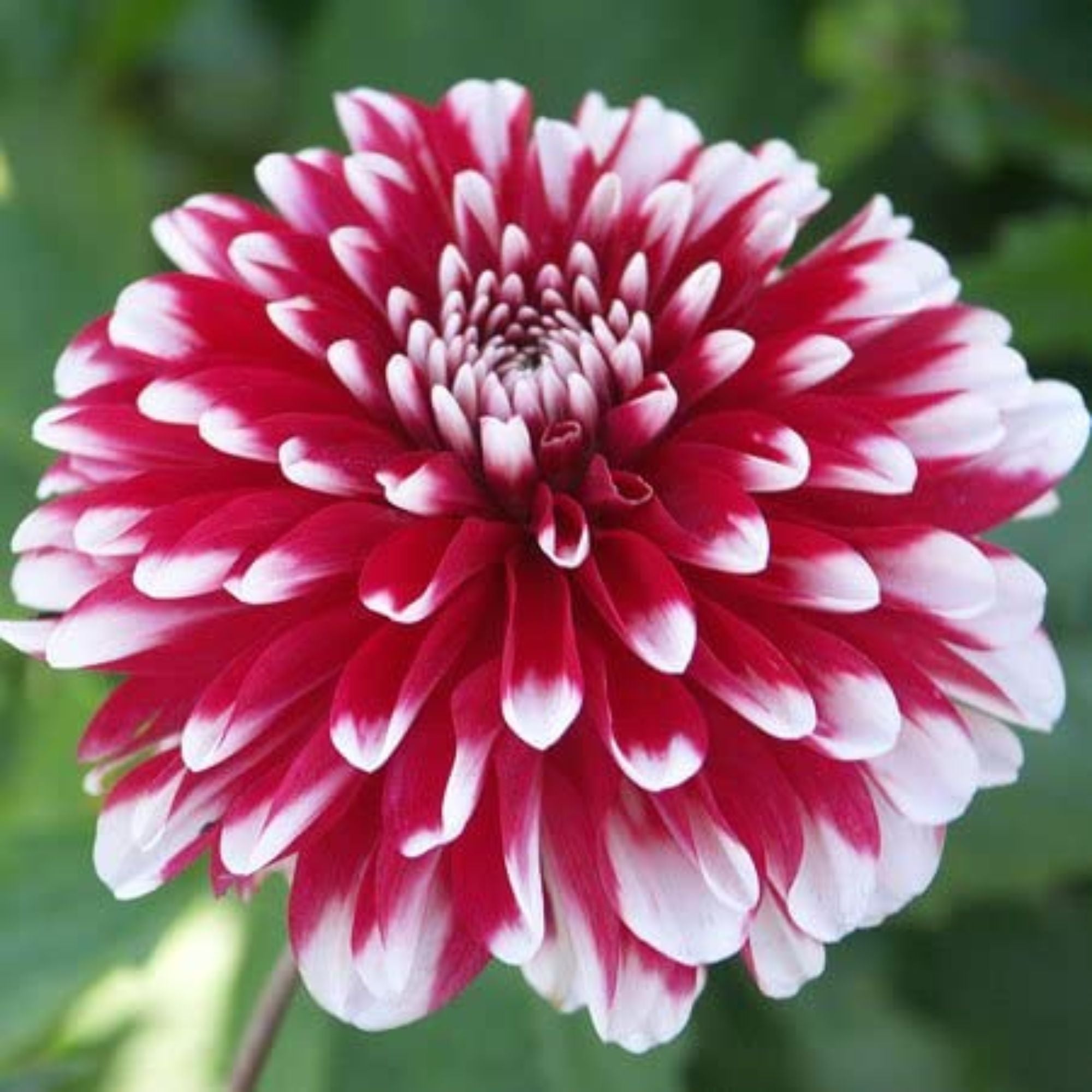 Bulb dalie Little Tiger, alba/rosie