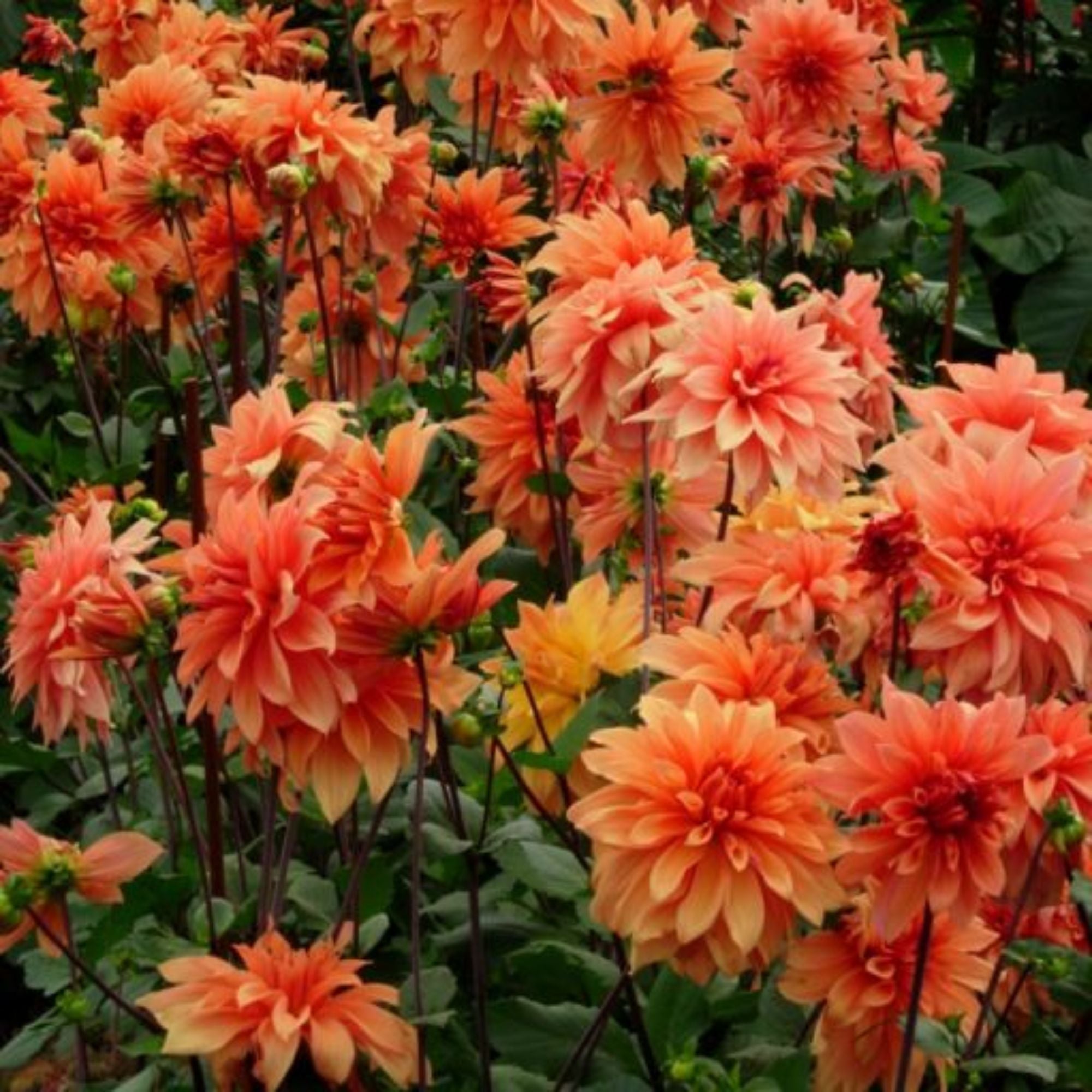 Bulb dalie Orange Pigmy, portocalie