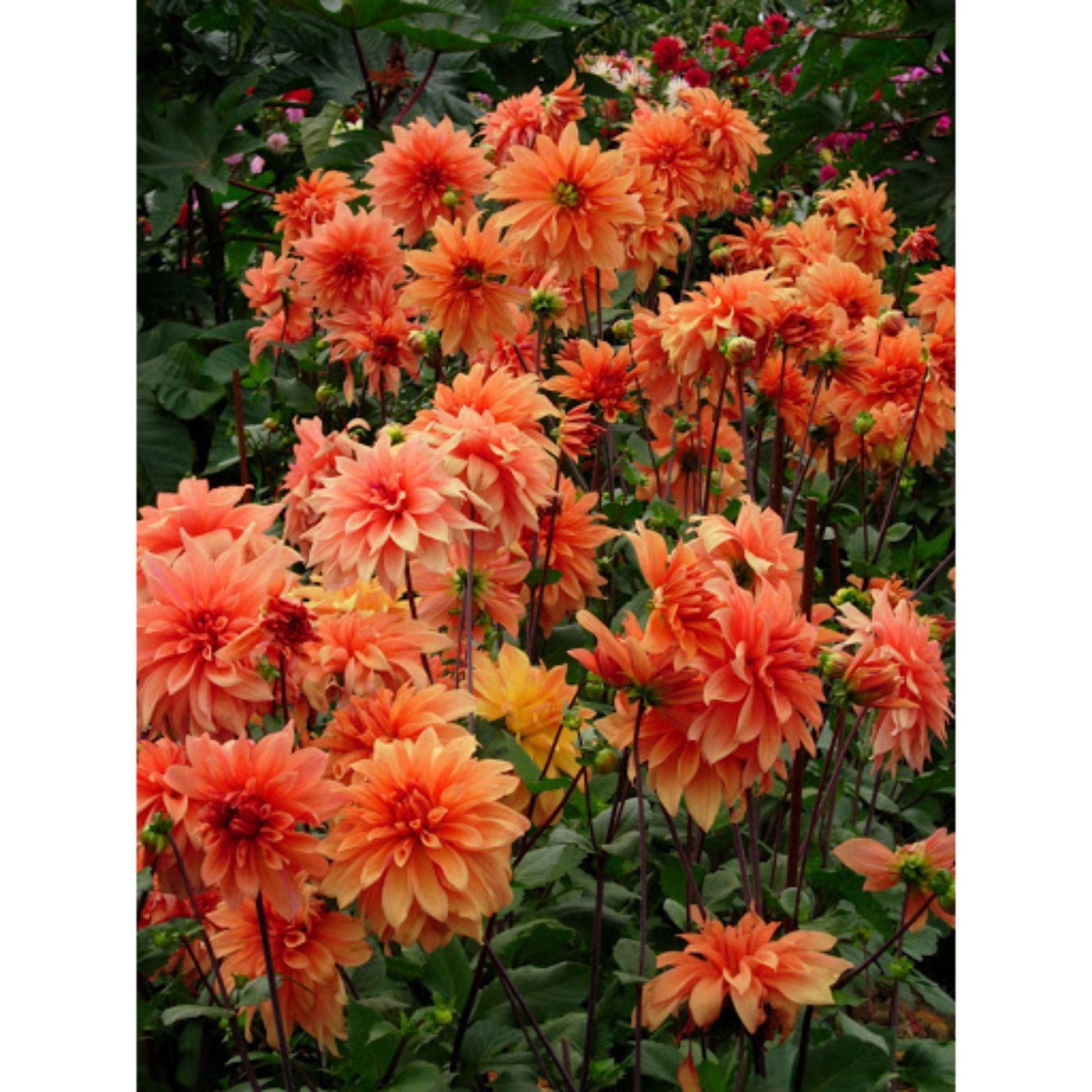 Bulb dalie Orange Pigmy, portocalie