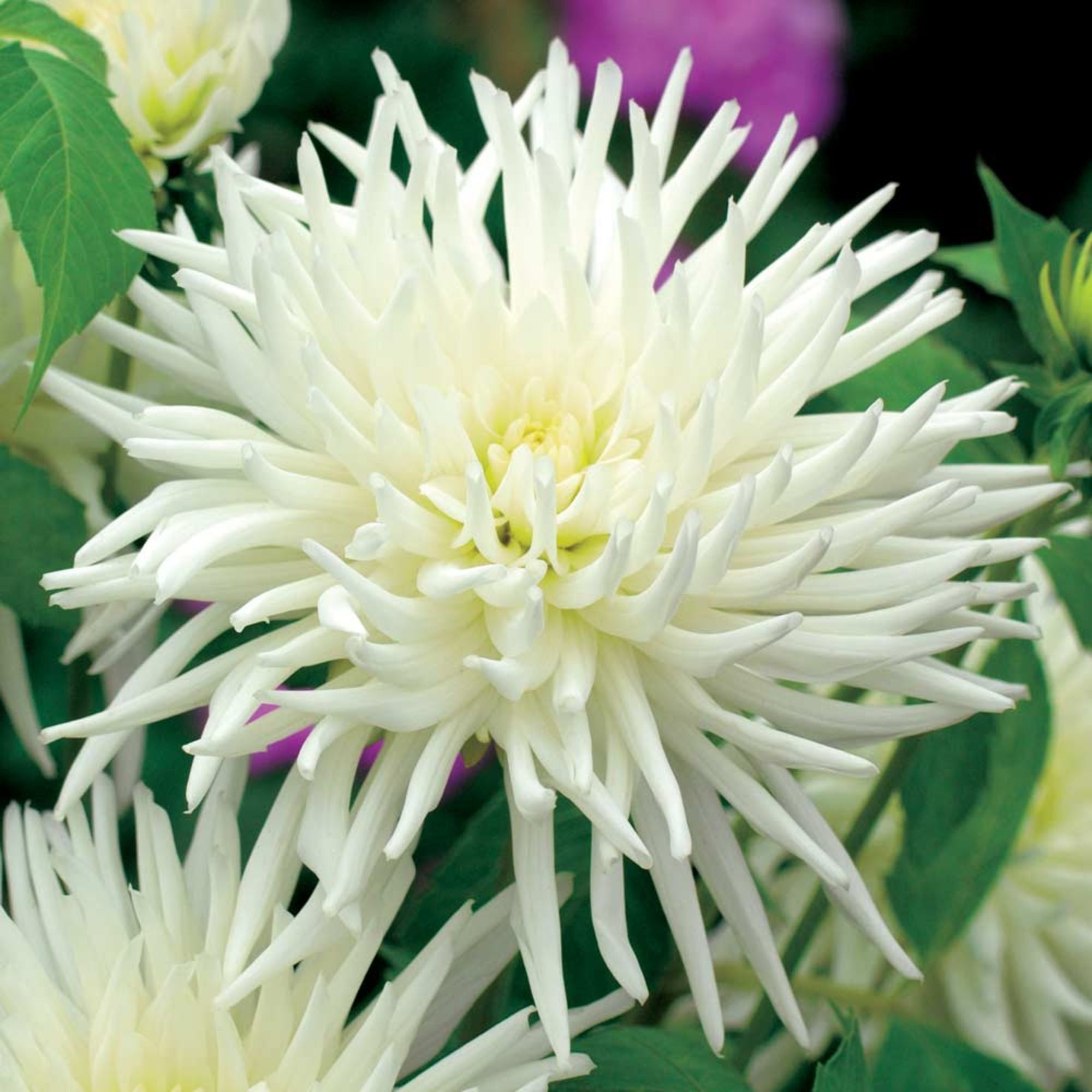 Bulb dalie Playa Blanca, alba