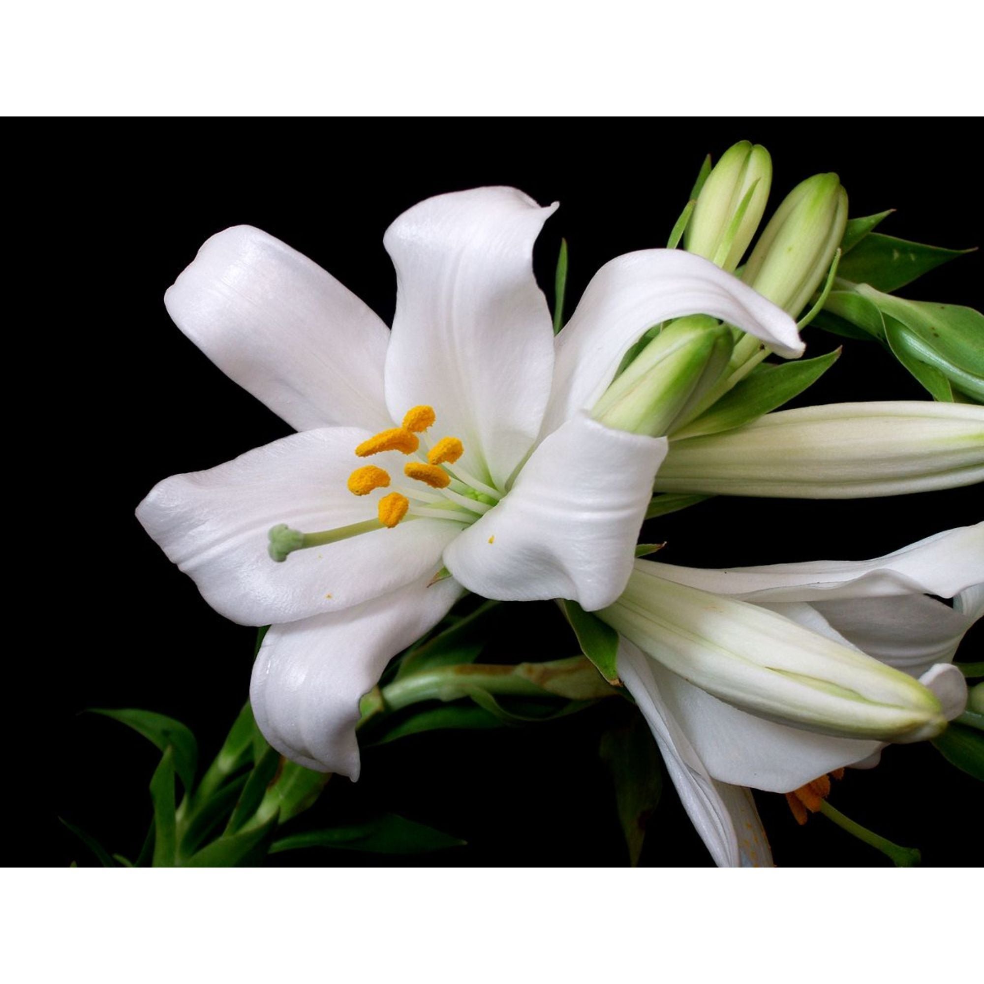 Bulb crin Candidum, alb