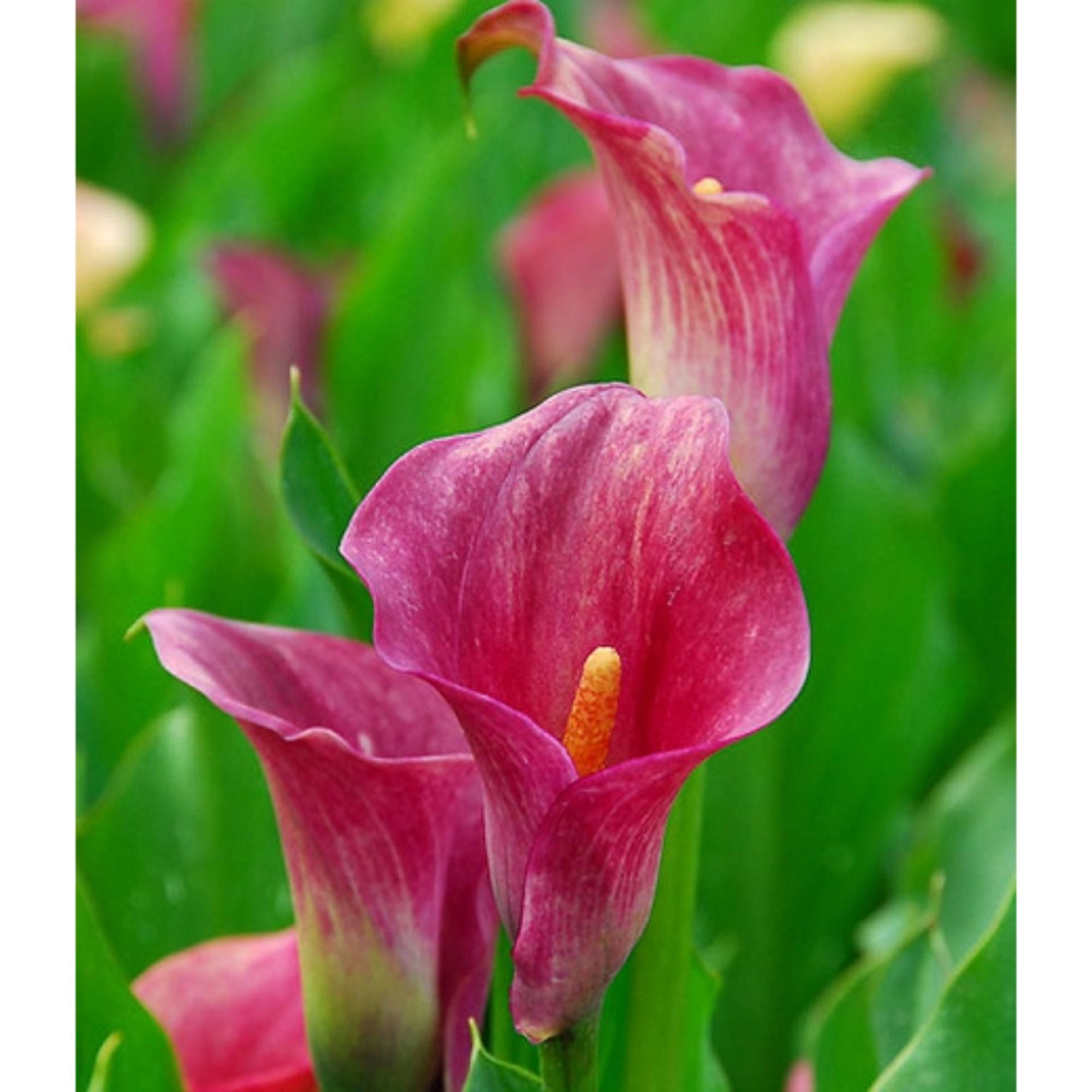 Bulb cala Rehmannii, roz