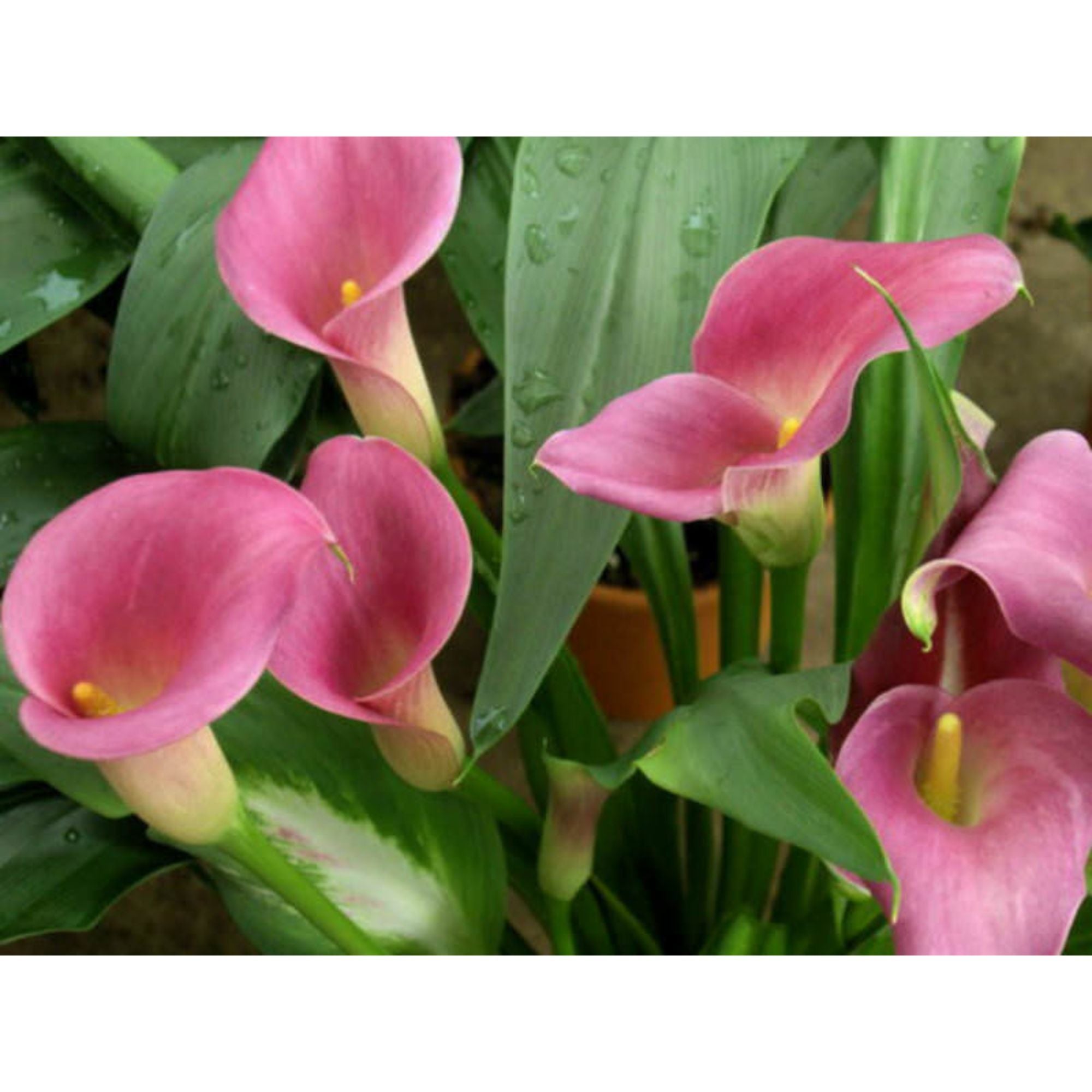 Bulb cala Rehmannii, roz