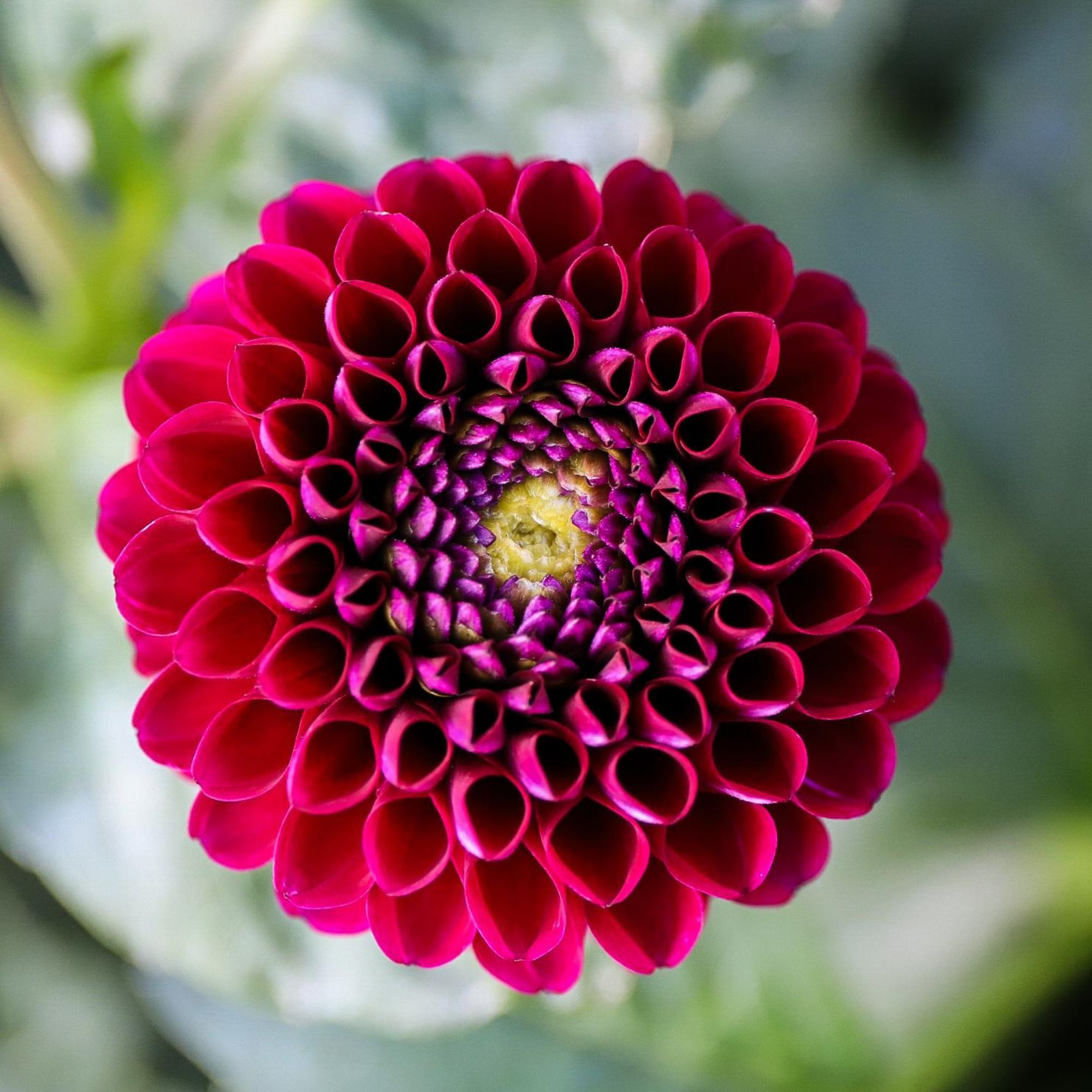 Bulb dalie Natal, rosie