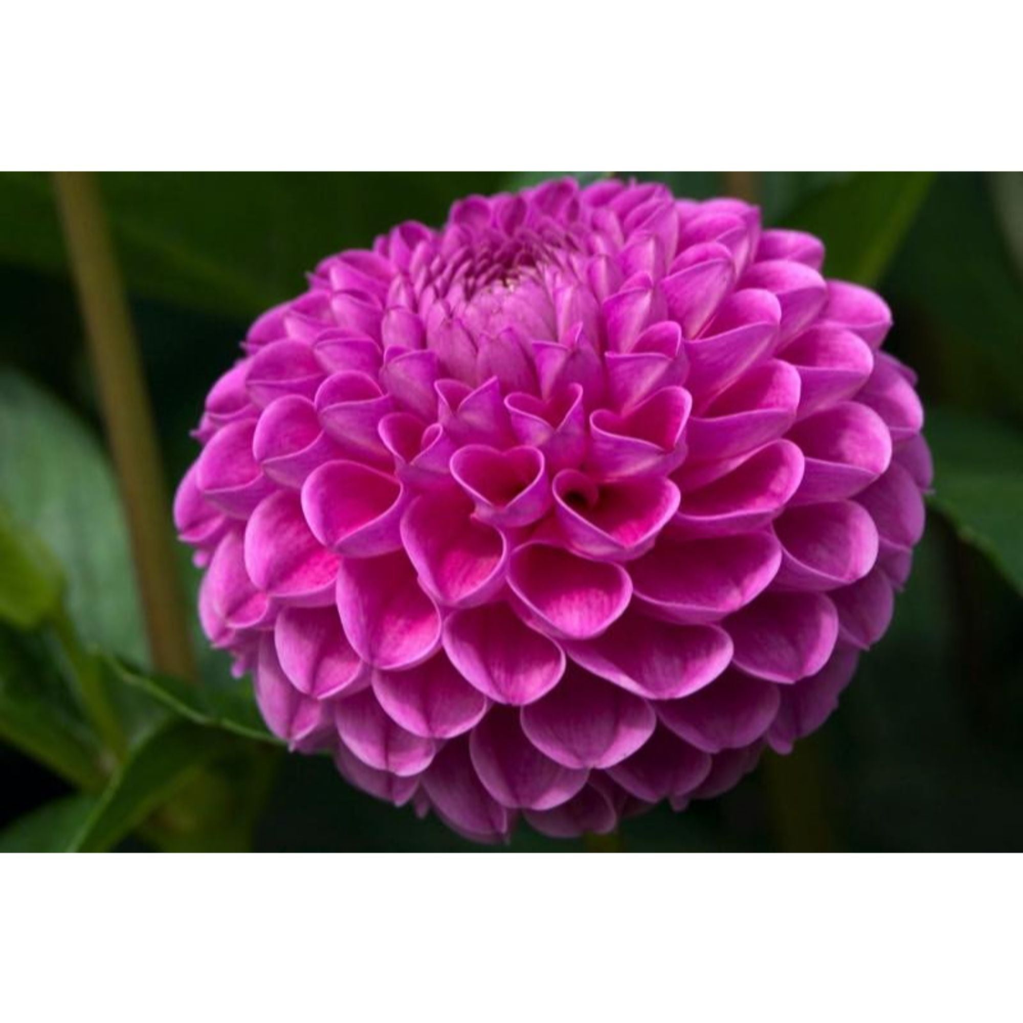 Bulb dalie Franz Kafka, roz