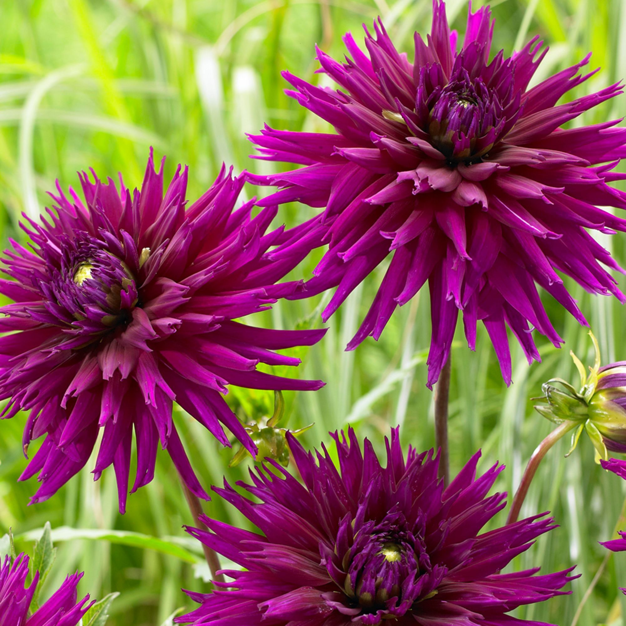 Bulb dalie Blue Record, mov