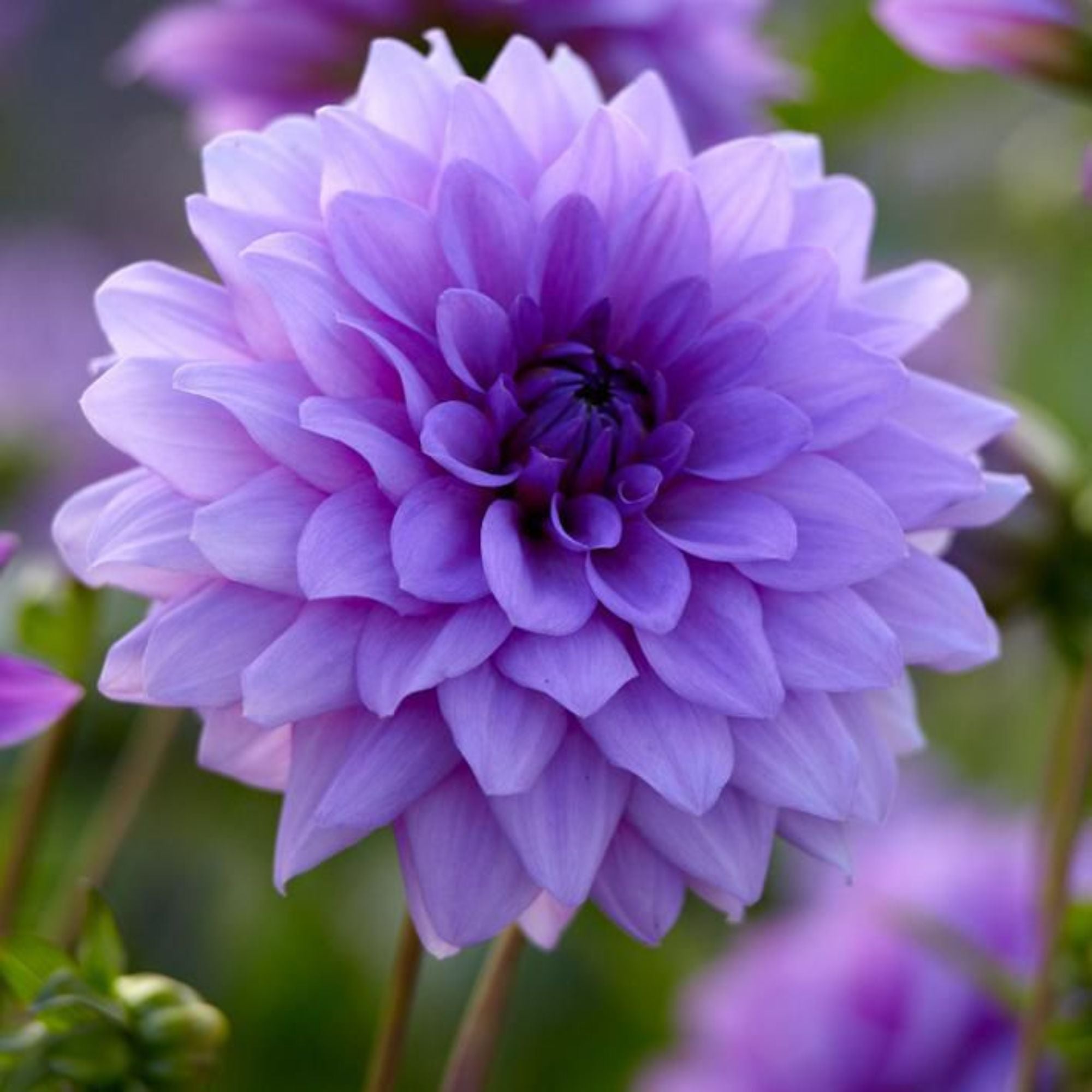 Bulb dalie Blue Boy, albastra