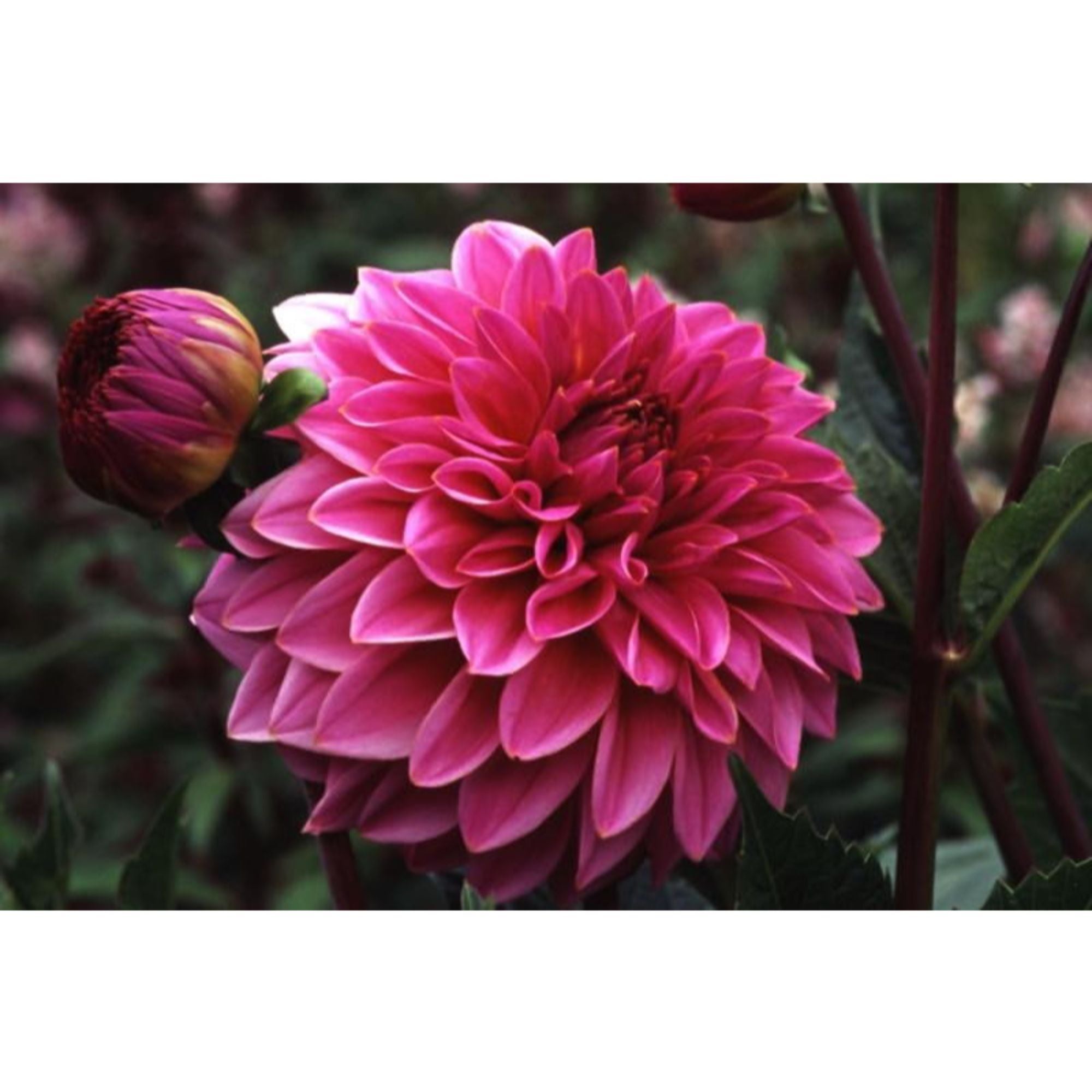 Bulb dalie Lucky Number, roz