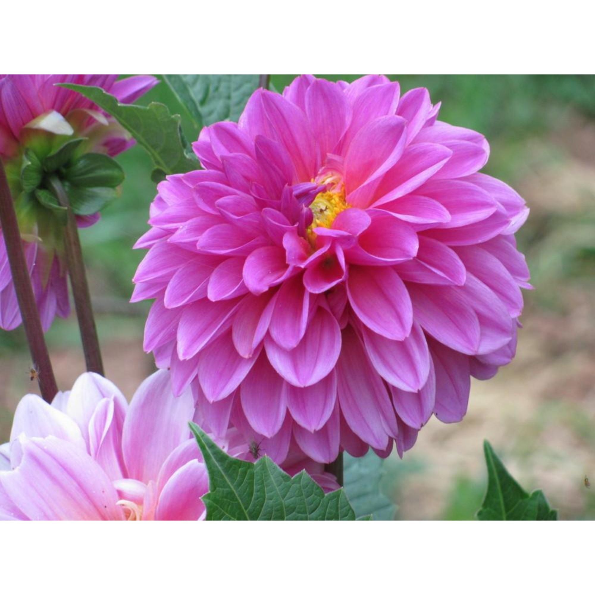 Bulb dalie Lucky Number, roz