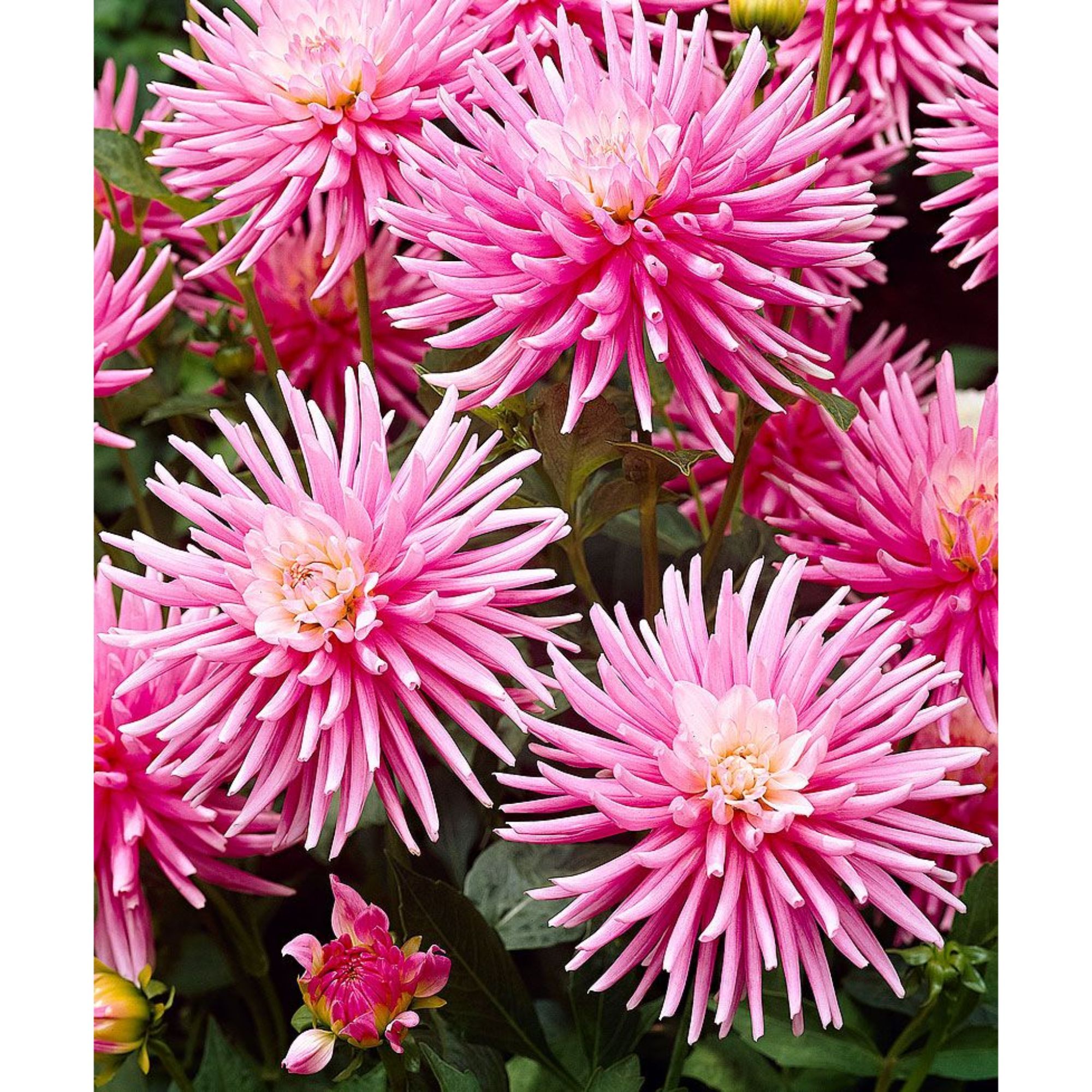 Bulb dalie Park Princess, roz