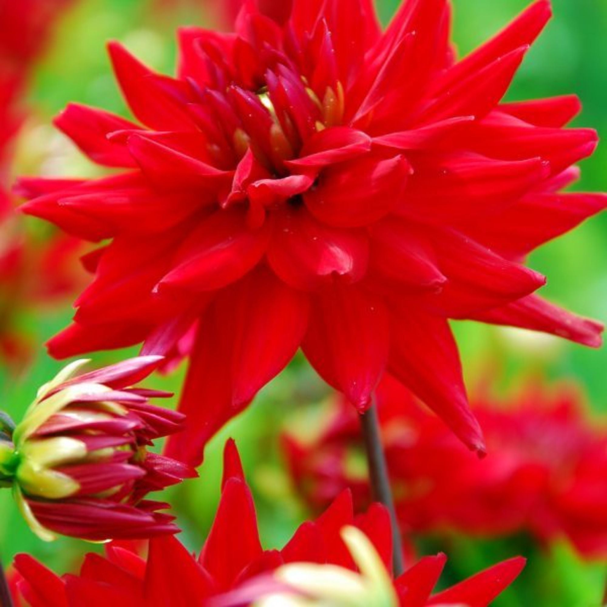 Bulb dalie Red Pigmy, rosie