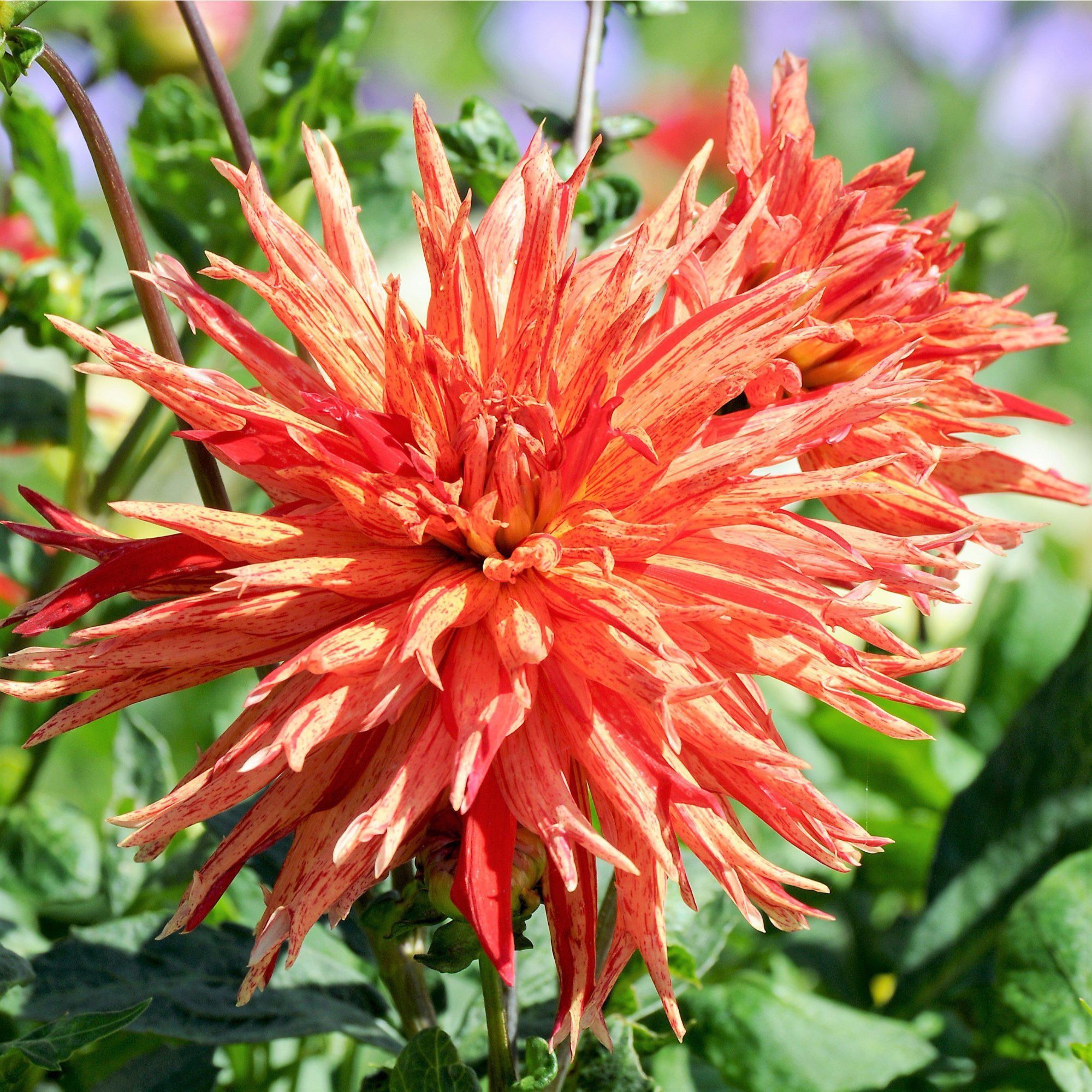 Bulb dalie Reijman's Firecracker, portocalie