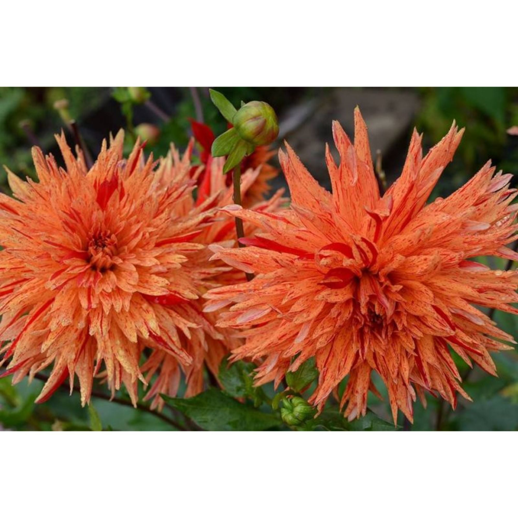 Bulb dalie Reijman's Firecracker, portocalie