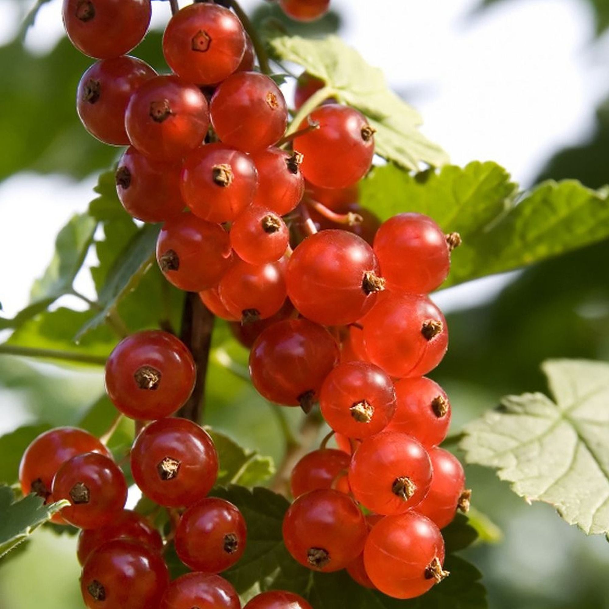 Arbust fructifer coacaz Ribes Rubrum, H 41-60 cm, rosu