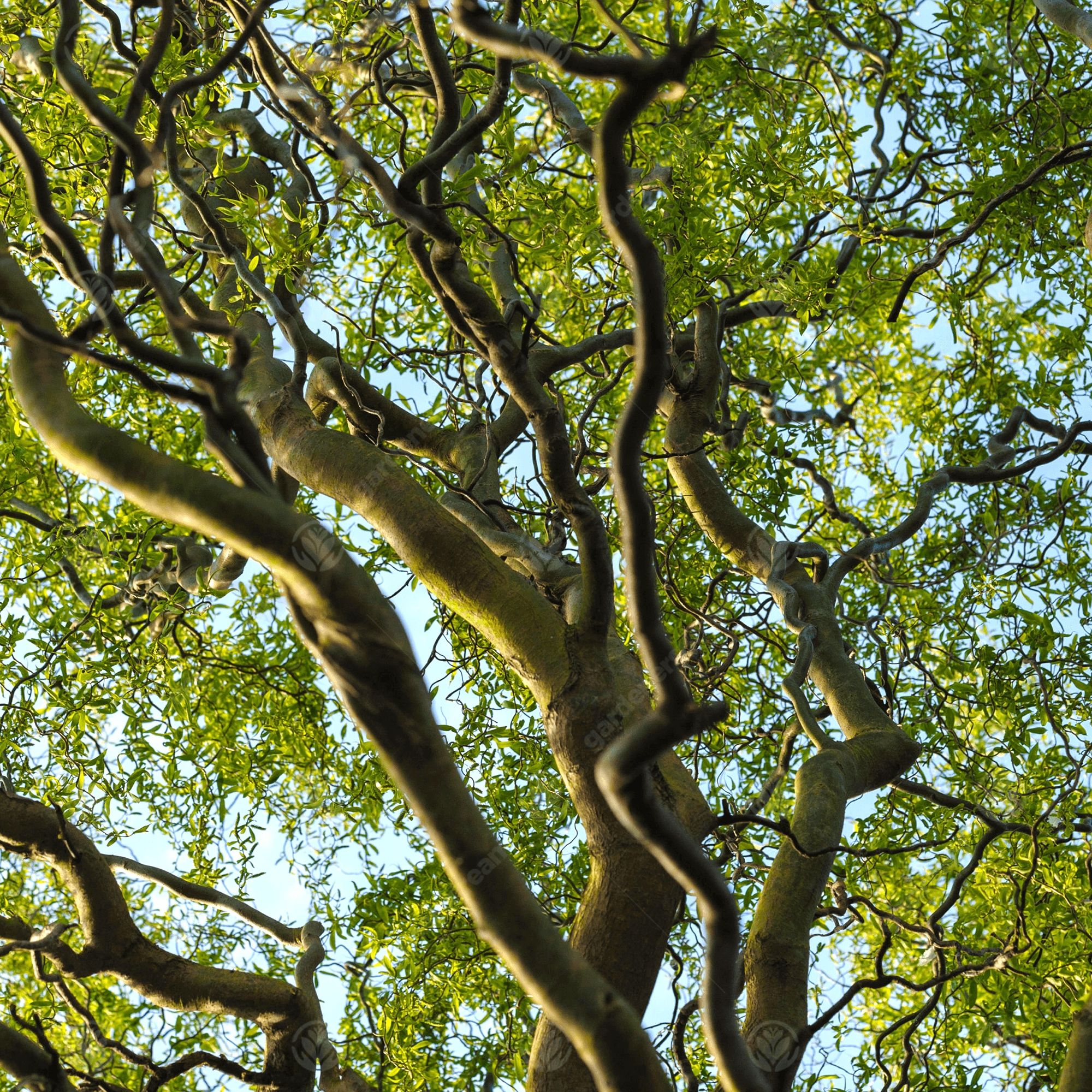 Arbore ornamental, salcie, Salix Tortuosa, Yurta
