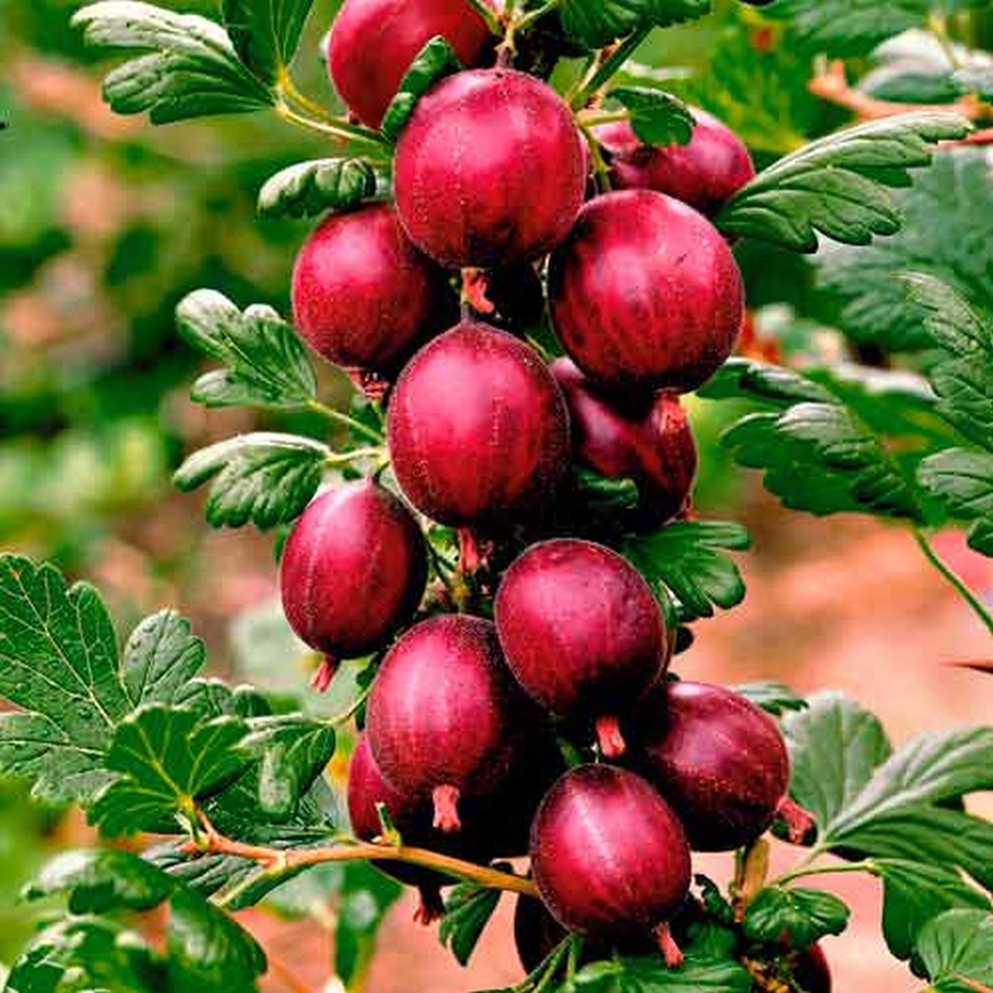 Arbust fructifer agris Hinnonmak, H 41-60 cm, rosu