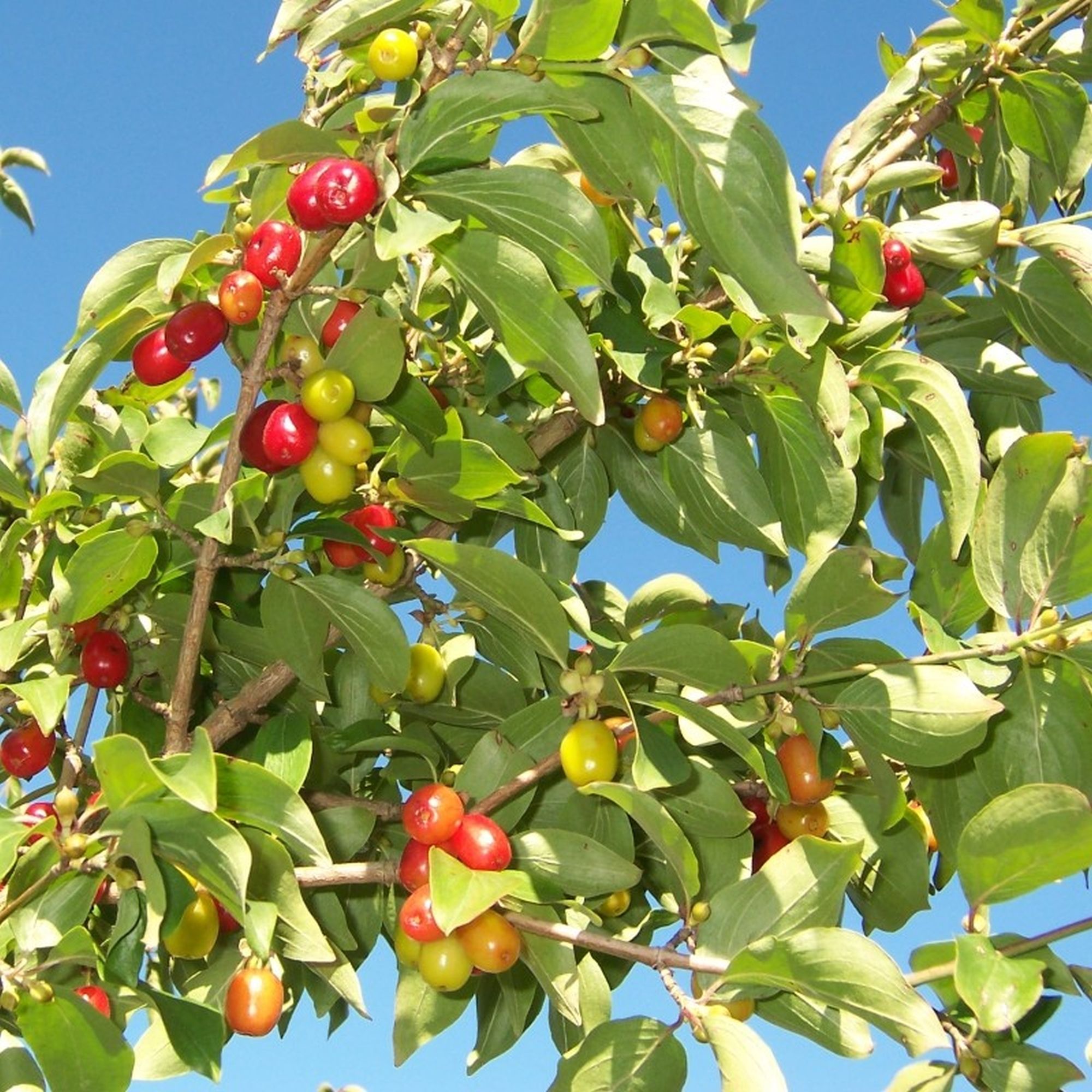 Arbust ornamental, corn european, Cornus Mas, Yurta