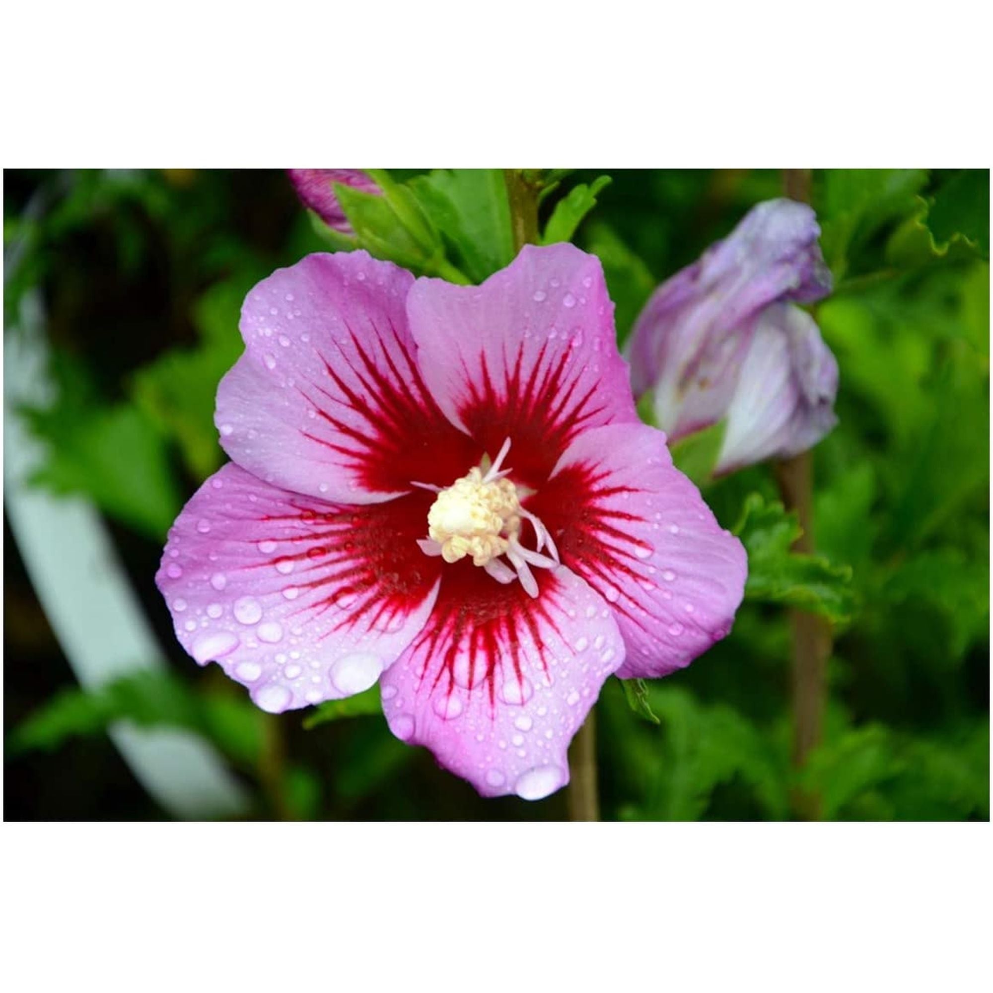 Arbust ornamental cu flori, zamosita de Siria, Hibiscus Syriacus Maike ...