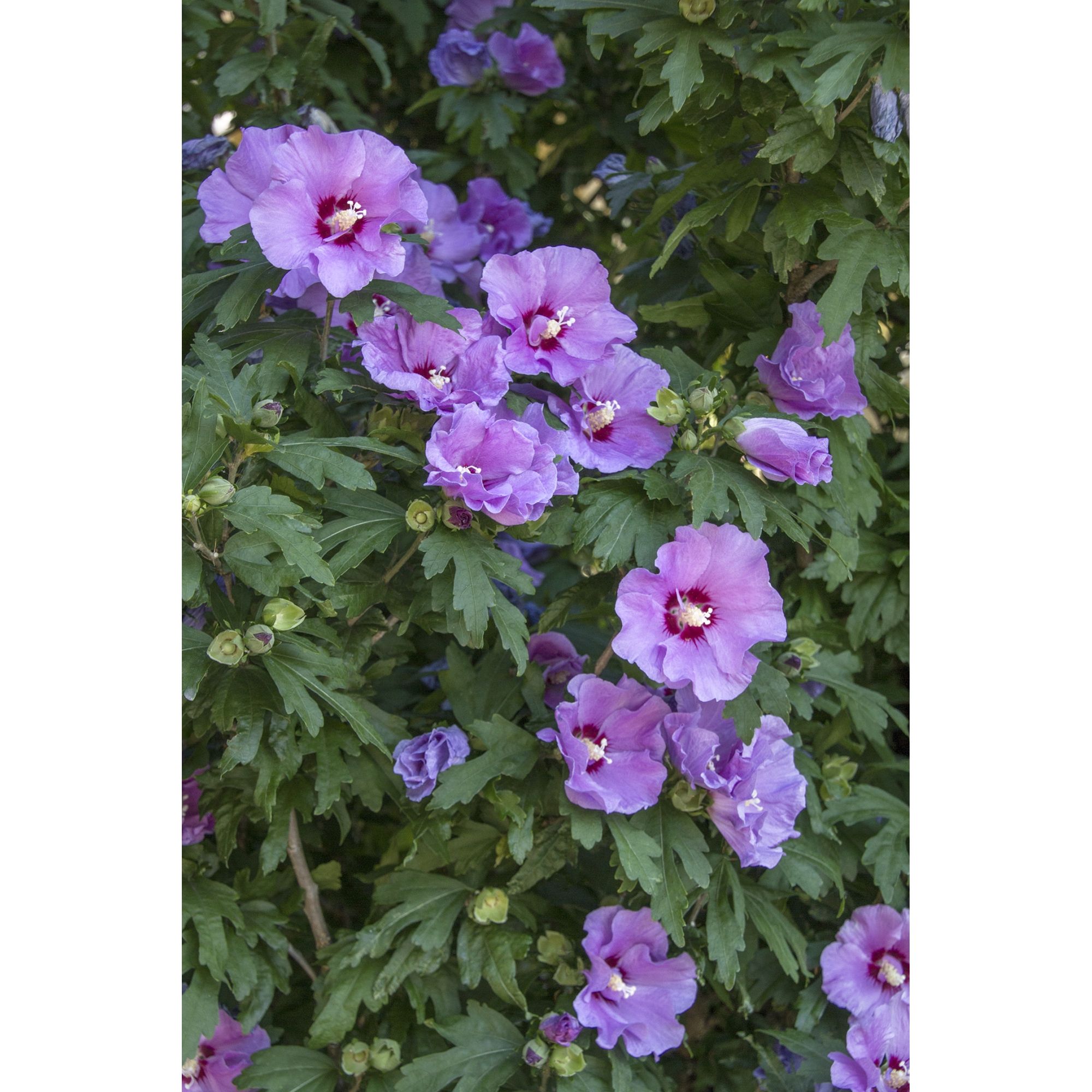 Arbust ornamental cu flori, zamosita de Siria, Hibiscus Syriacus Maike ...