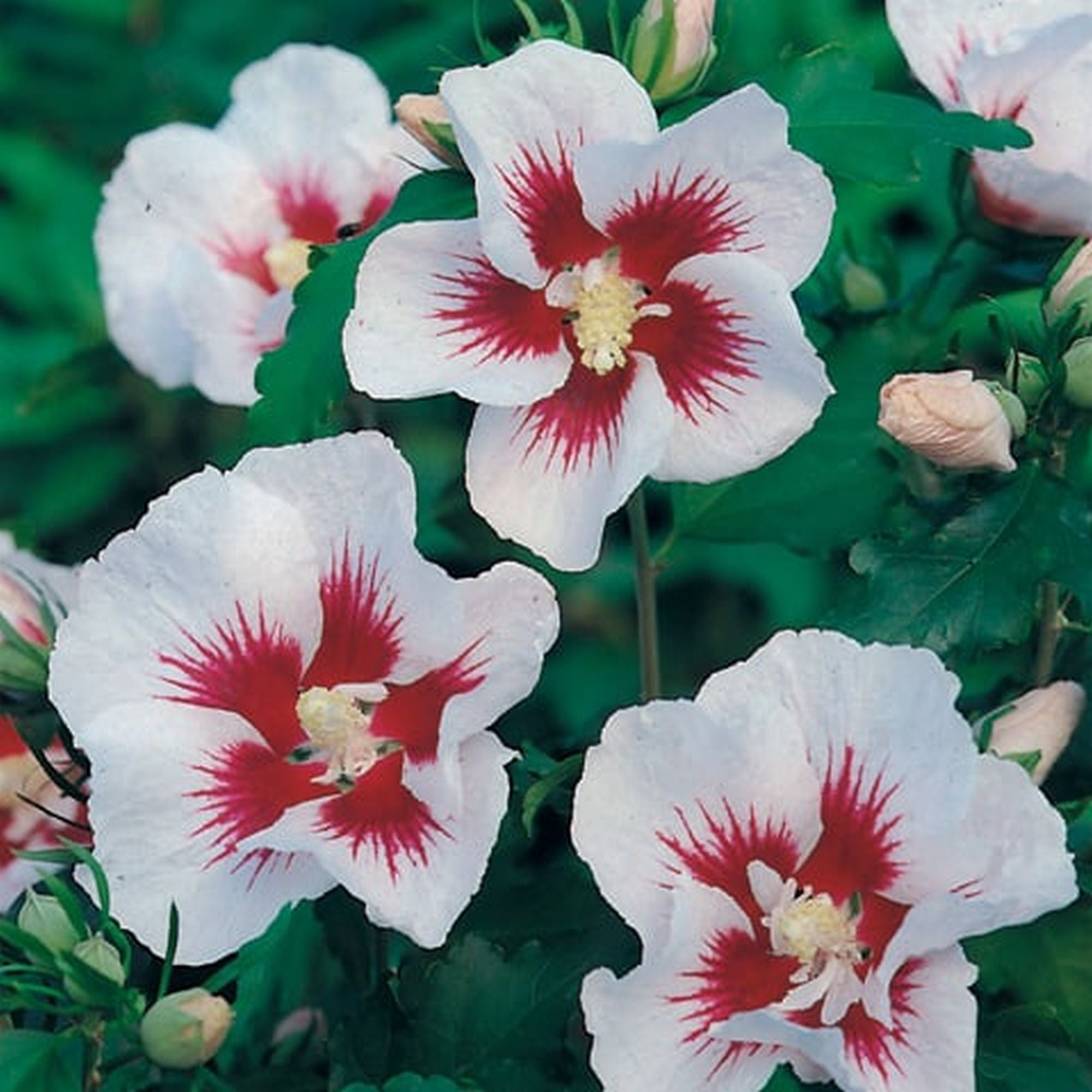 Arbust ornamental cu flori, zamosita de Siria, Hibiscus Syriacus ...