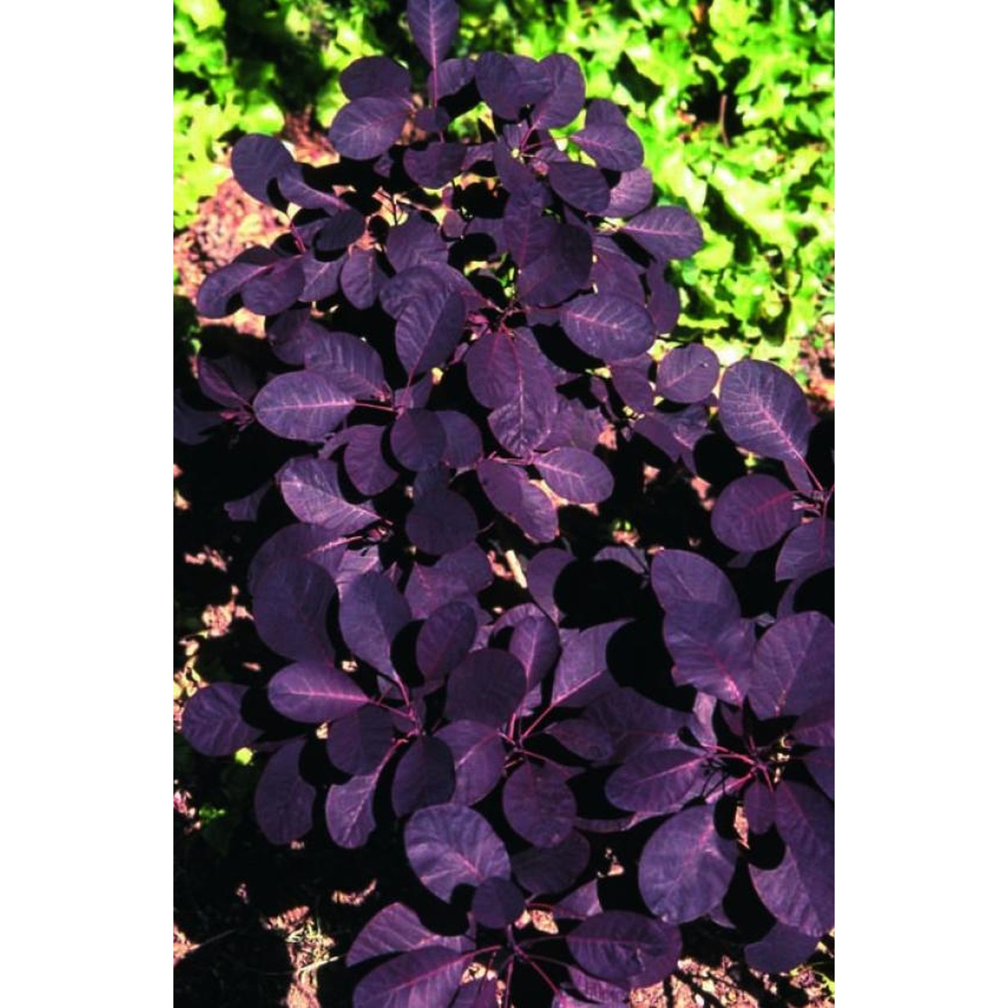 Arbust ornamental cu flori, scumpie, Cotinus Coggygria Foliis Purpureus ...