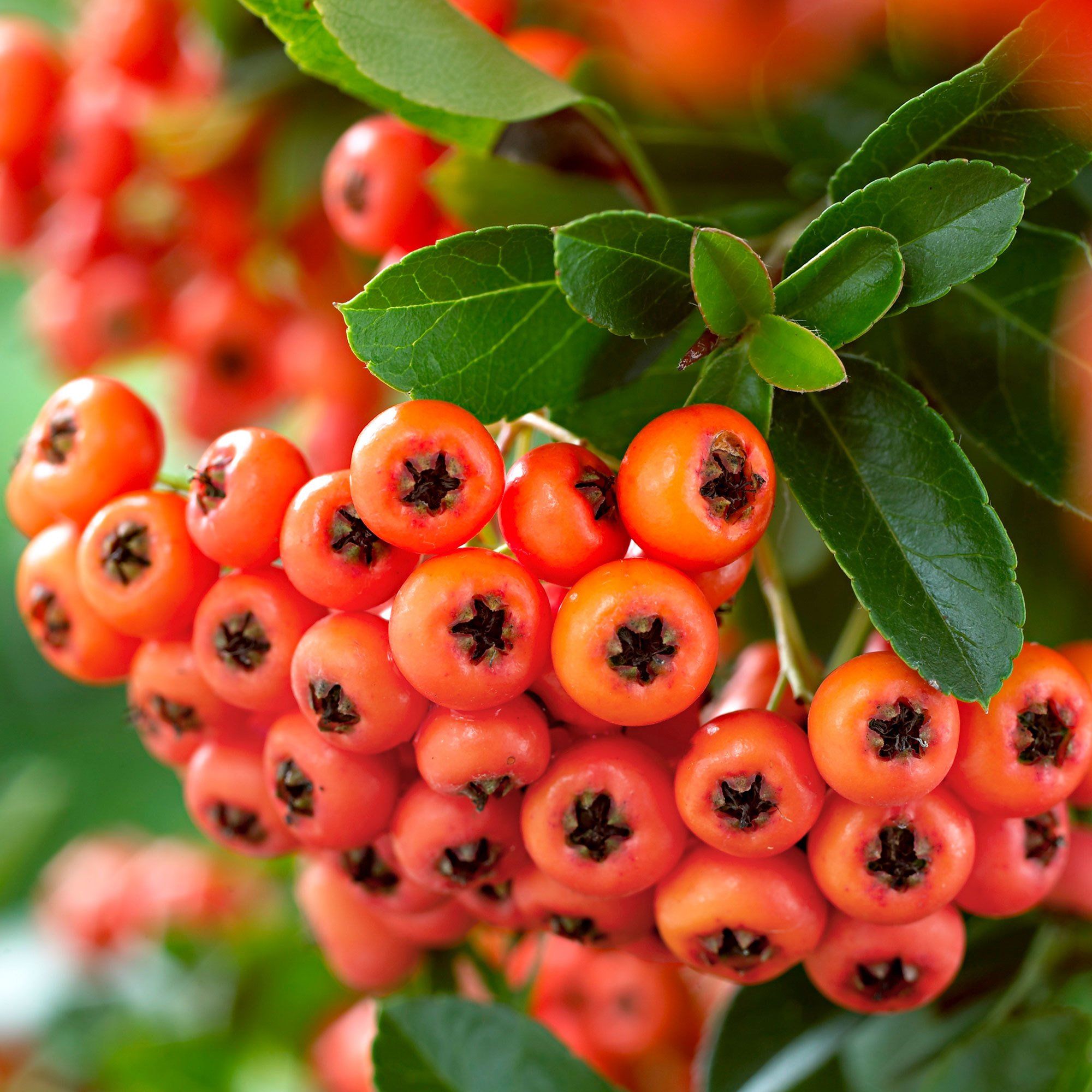 Arbust ornamental cu flori, catina rosie, Pyracantha Coccinea Red ...