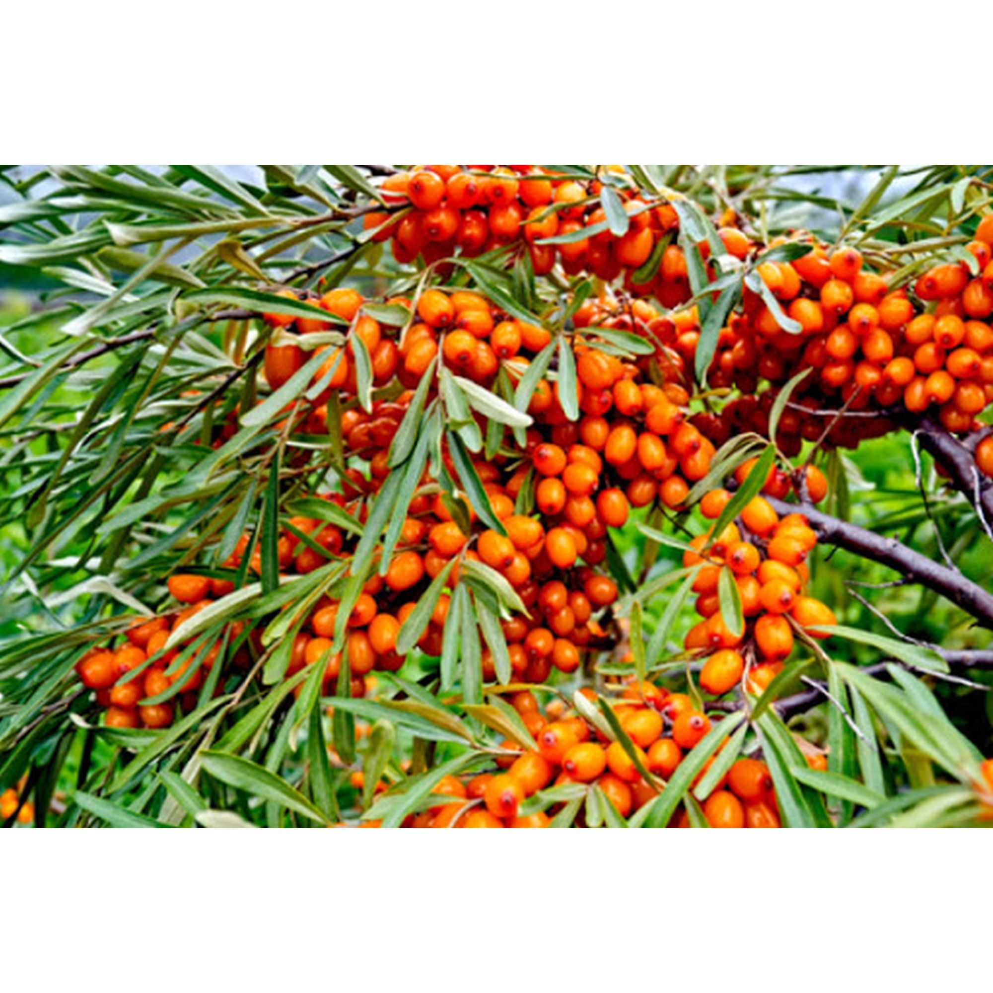 Arbust ornamental catina, Hippophae Rhamnoides