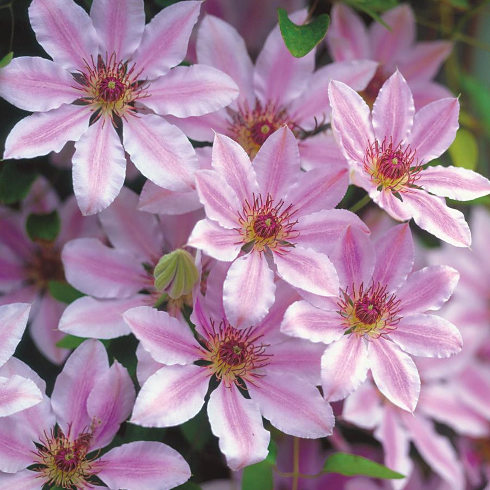 Arbust ornamental cu flori, clematita, Clematis Nelly Moser, roz, Yurta