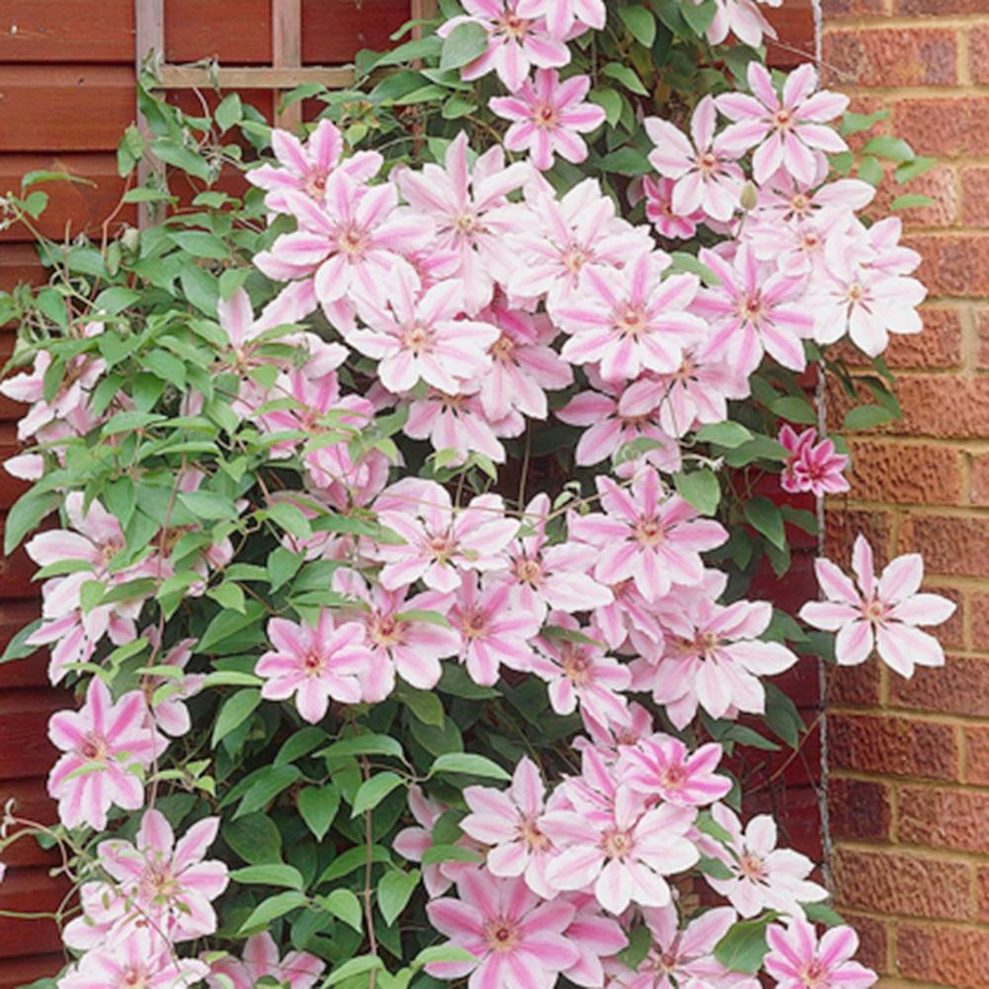 Arbust ornamental cu flori, clematita, Clematis Nelly Moser, roz, Yurta