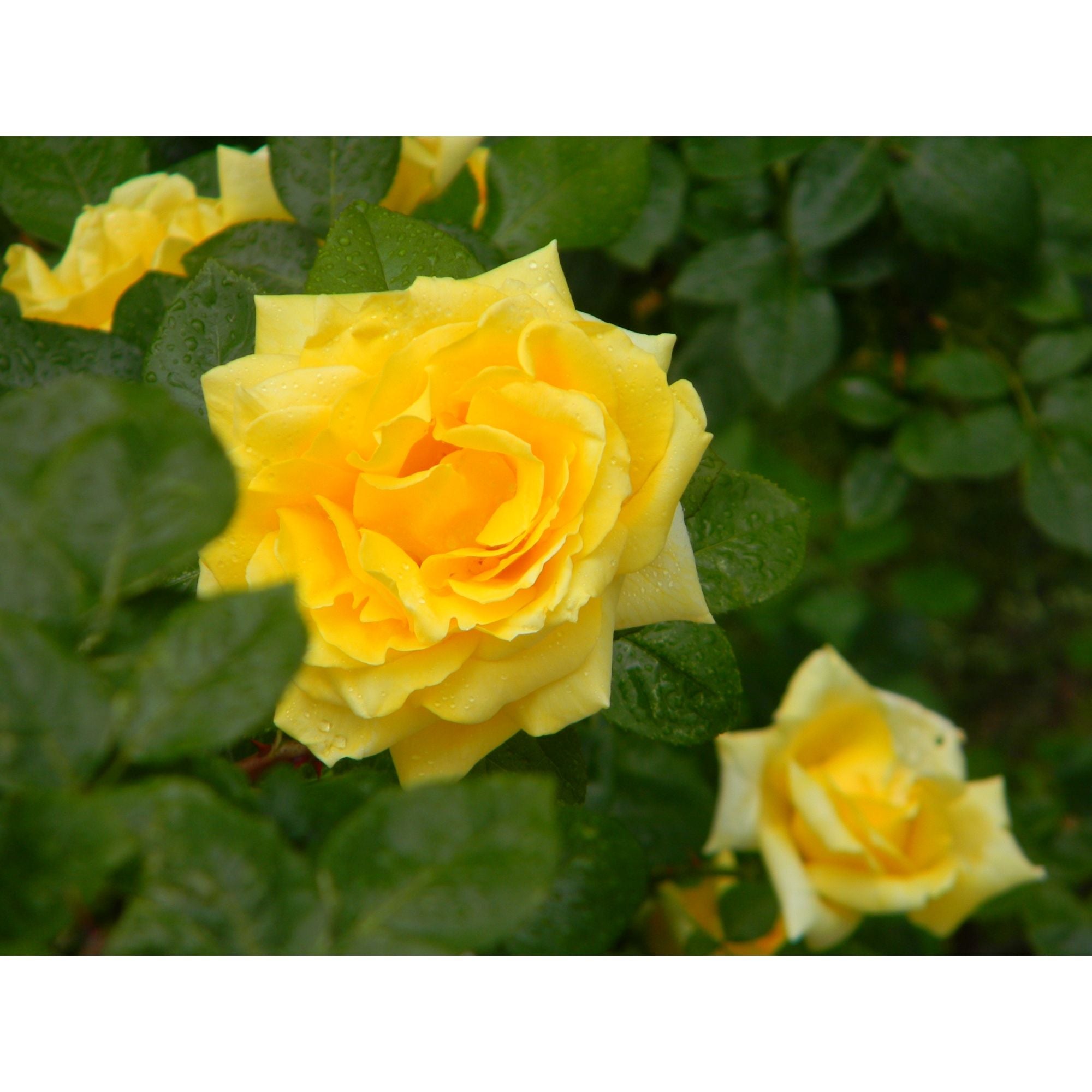 Butas trandafir Rosa Yurta, H 41-60 cm, galben