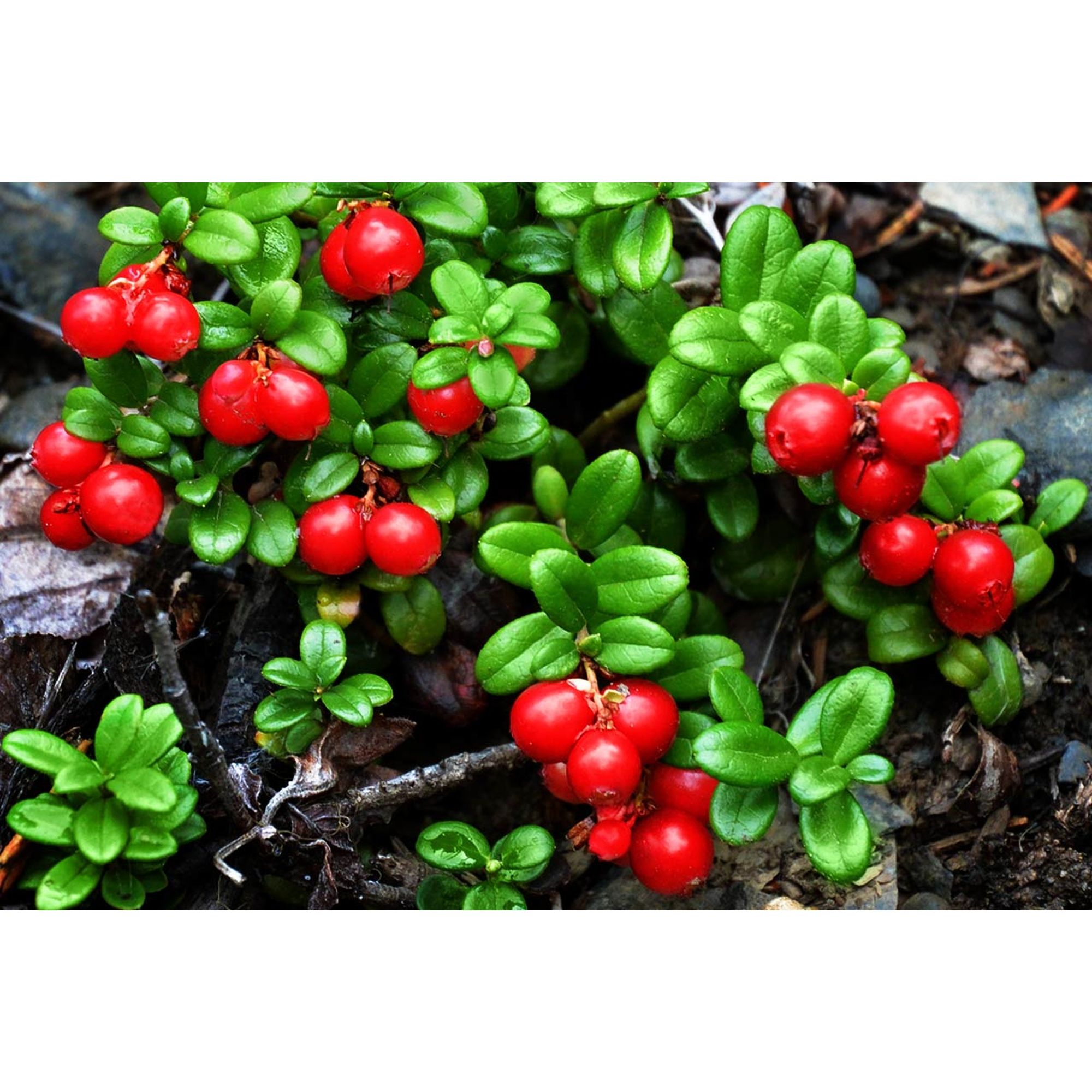 Arbust fructifer afin Early Black, H 41-60 cm, rosu