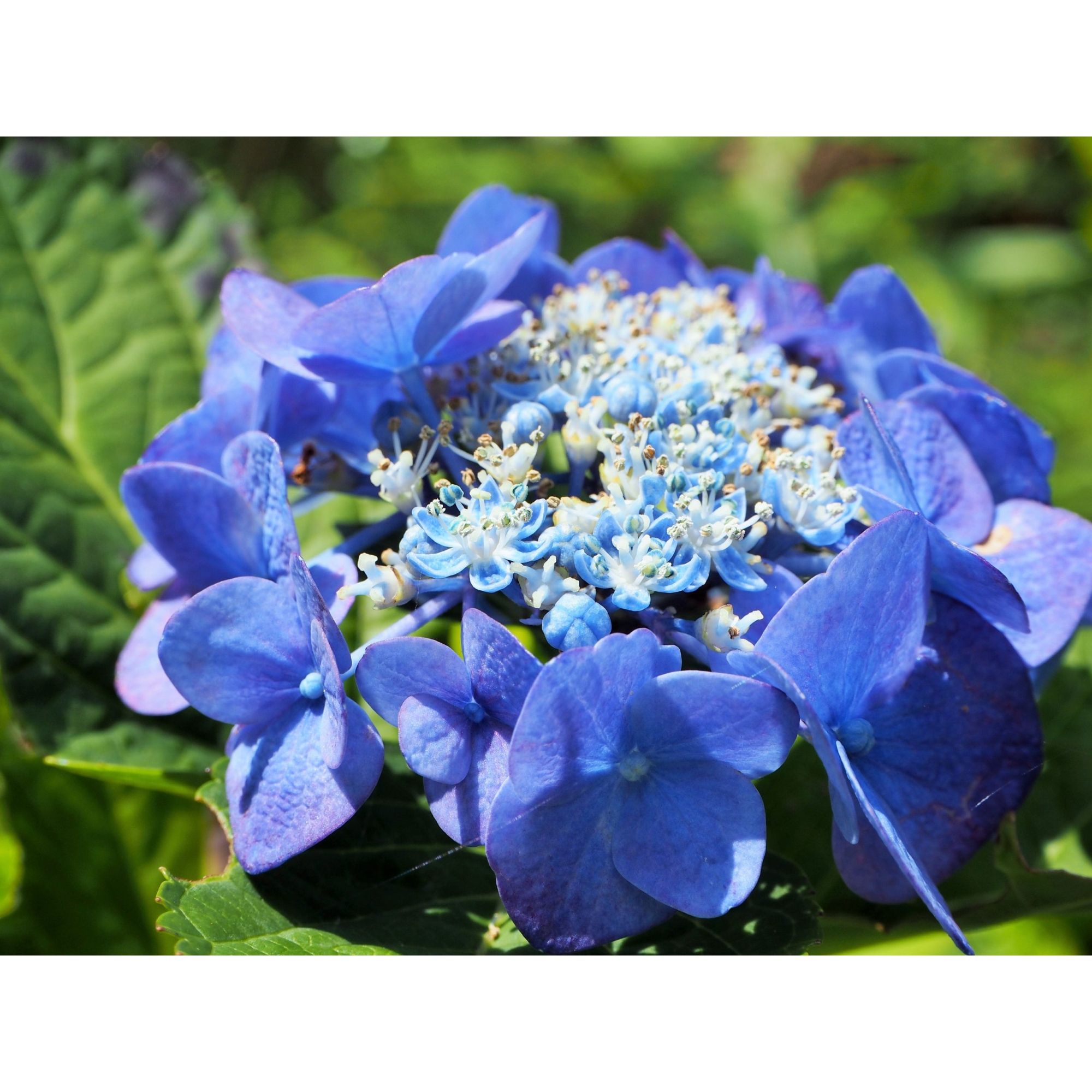 Arbust ornamental cu flori, hortensie, Hydrangea Macrophylla Blue Wave ...